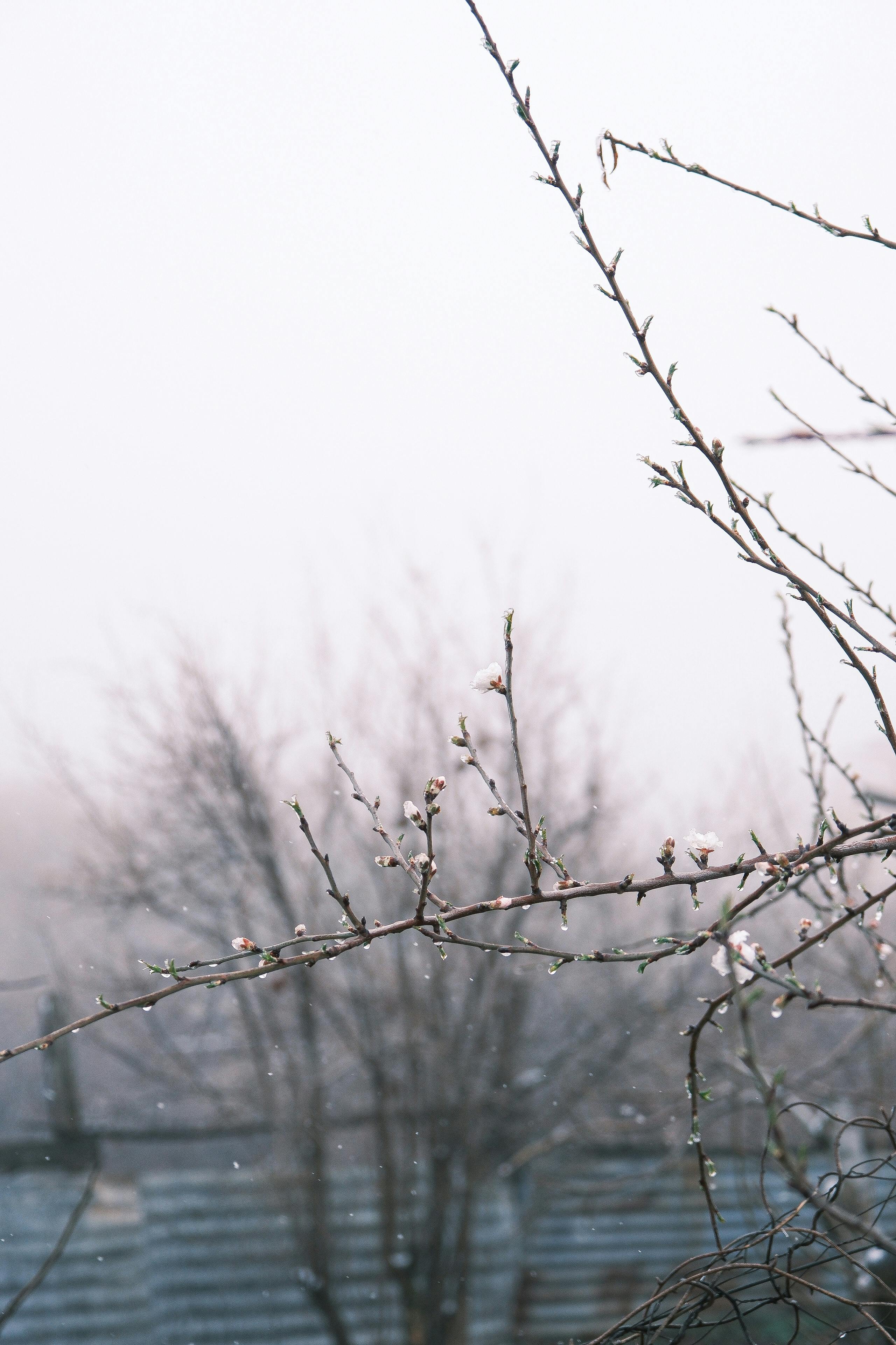 Dew Cane Photos, Download The BEST Free Dew Cane Stock Photos & HD Images