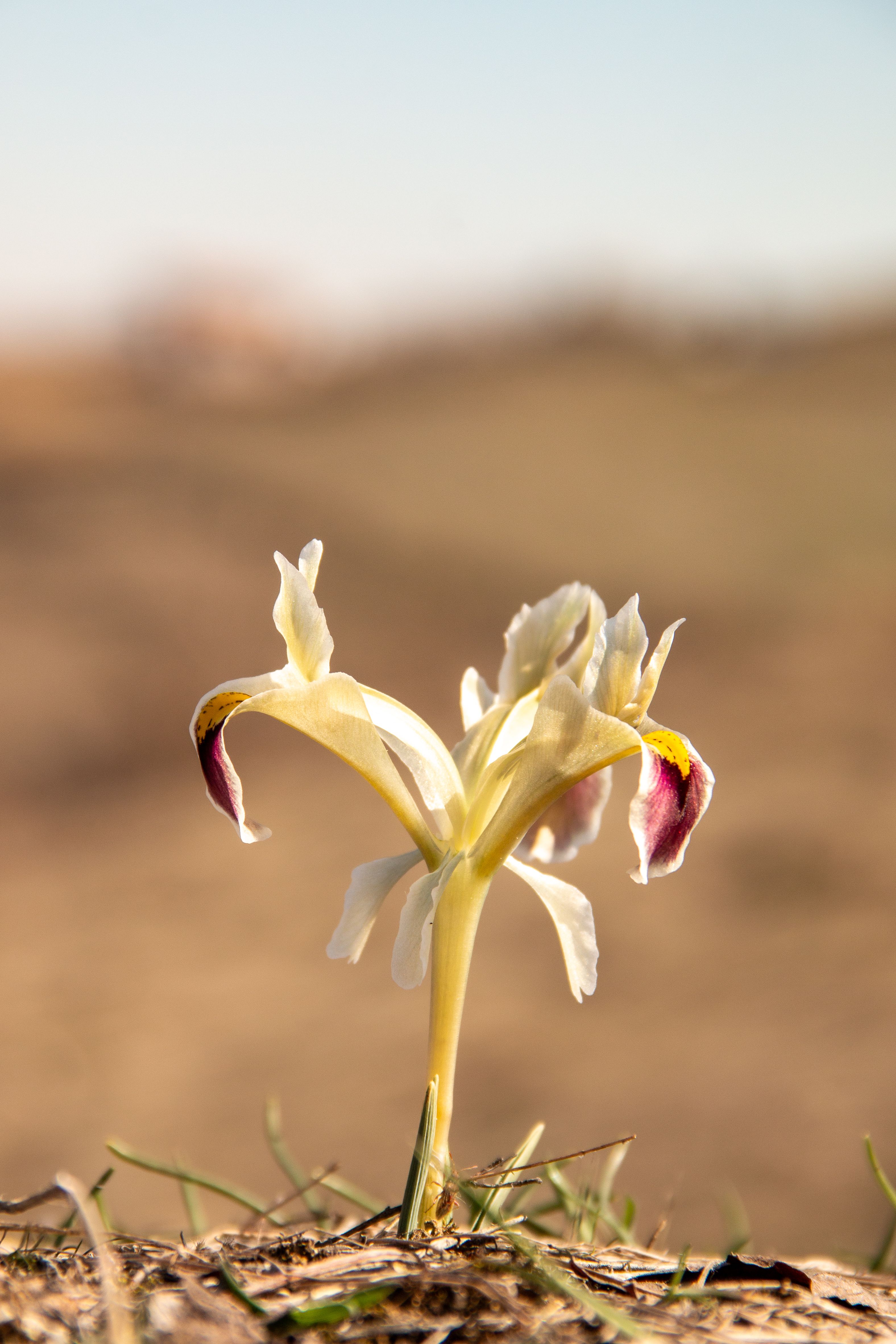 Close-up of Wild Iris in Turkish Spring Bloom · Free Stock Photo