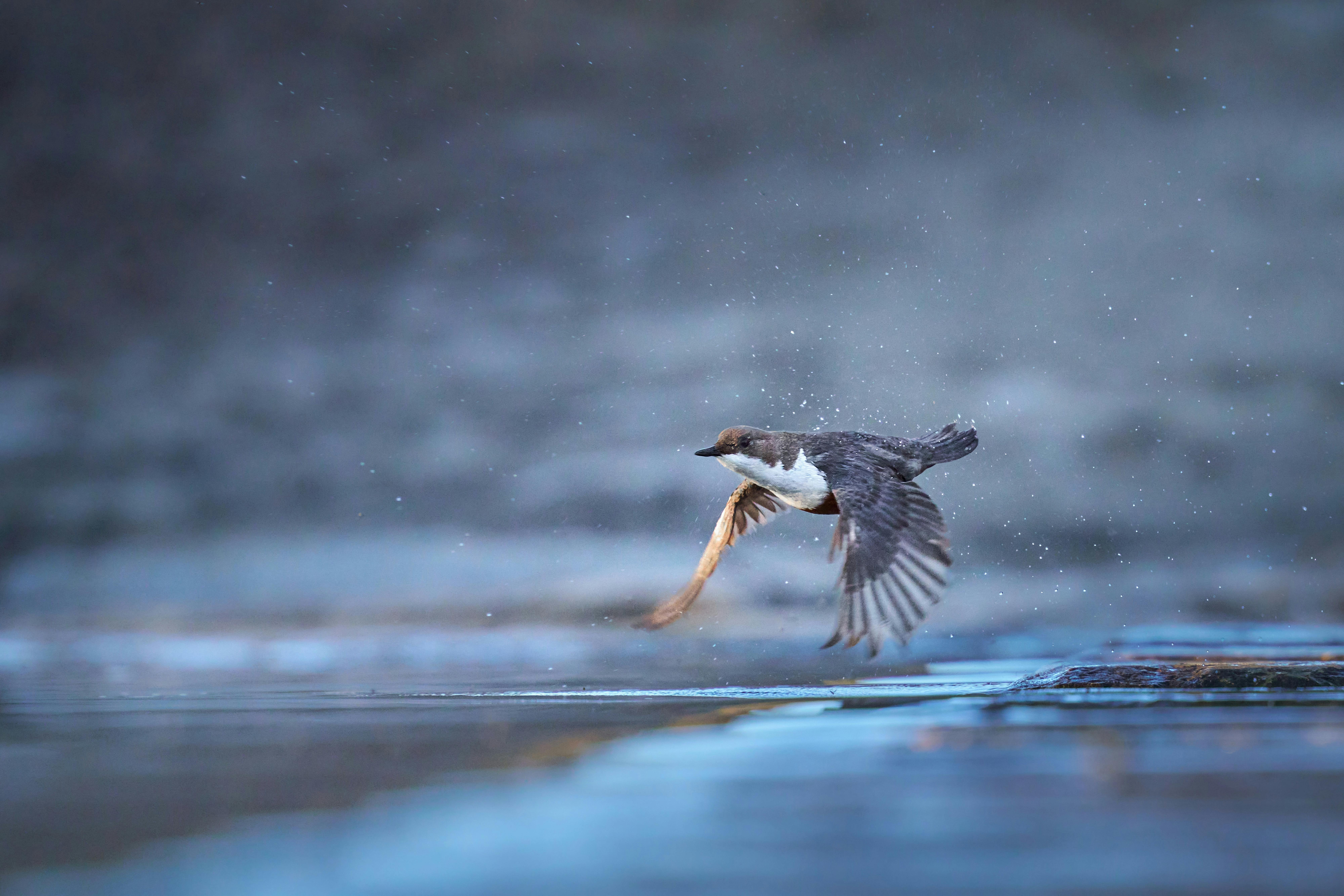 European Dipper in Flight Over Water · Free Stock Photo