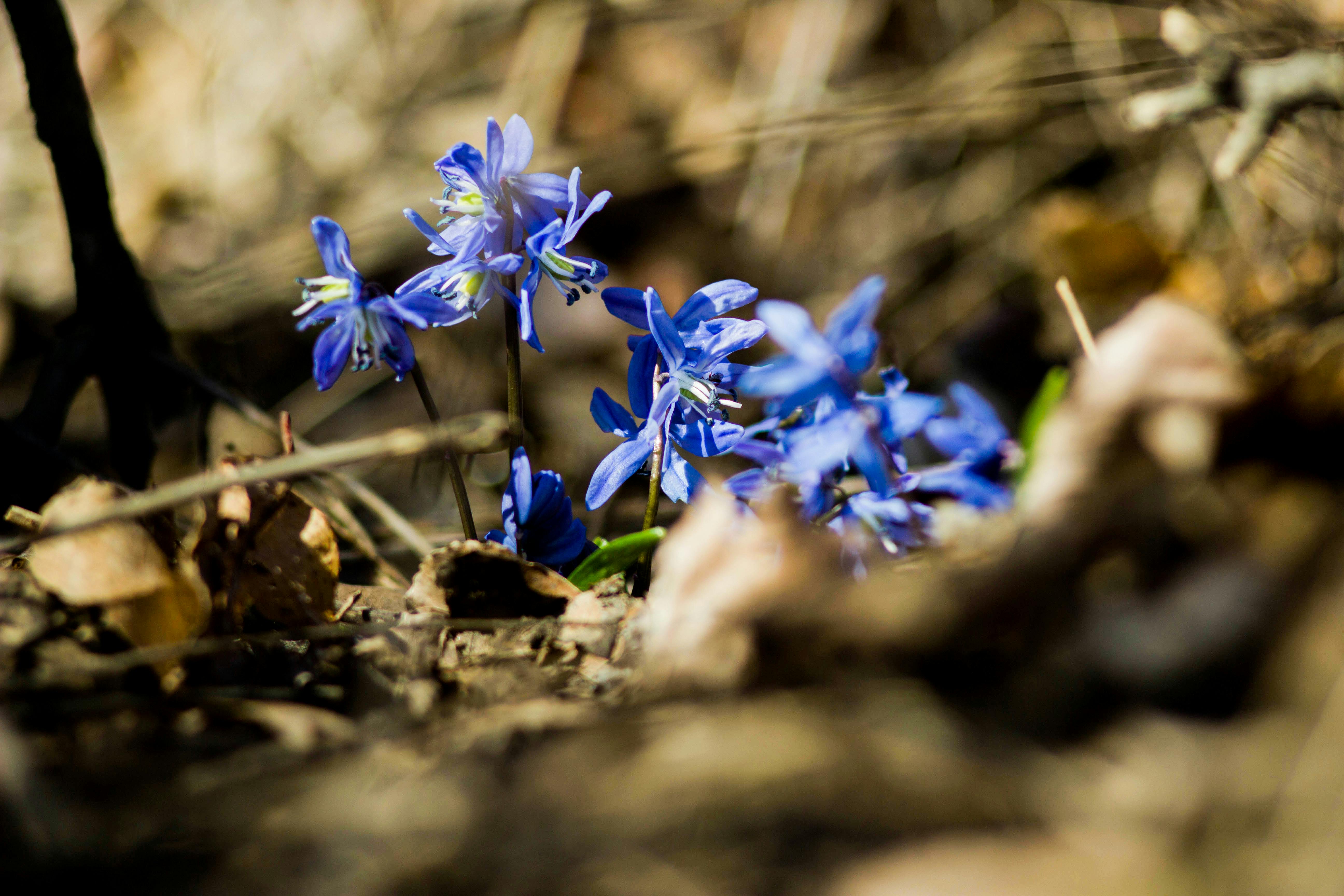 Delicate Blue Wildflowers Sprouting in Spring Light · Free Stock Photo
