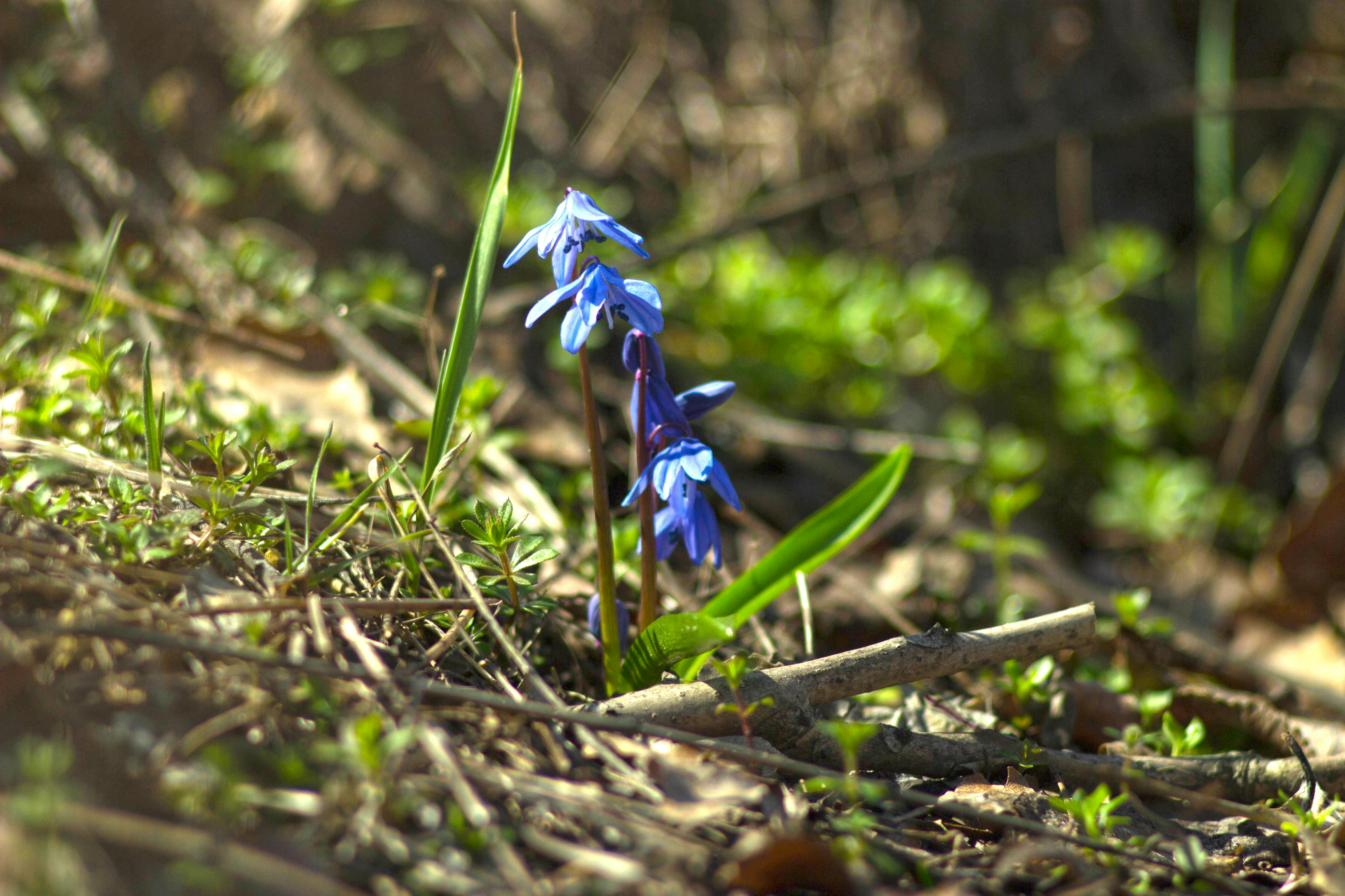 Close-up of Blue Siberian Squill Flower in Spring · Free Stock Photo