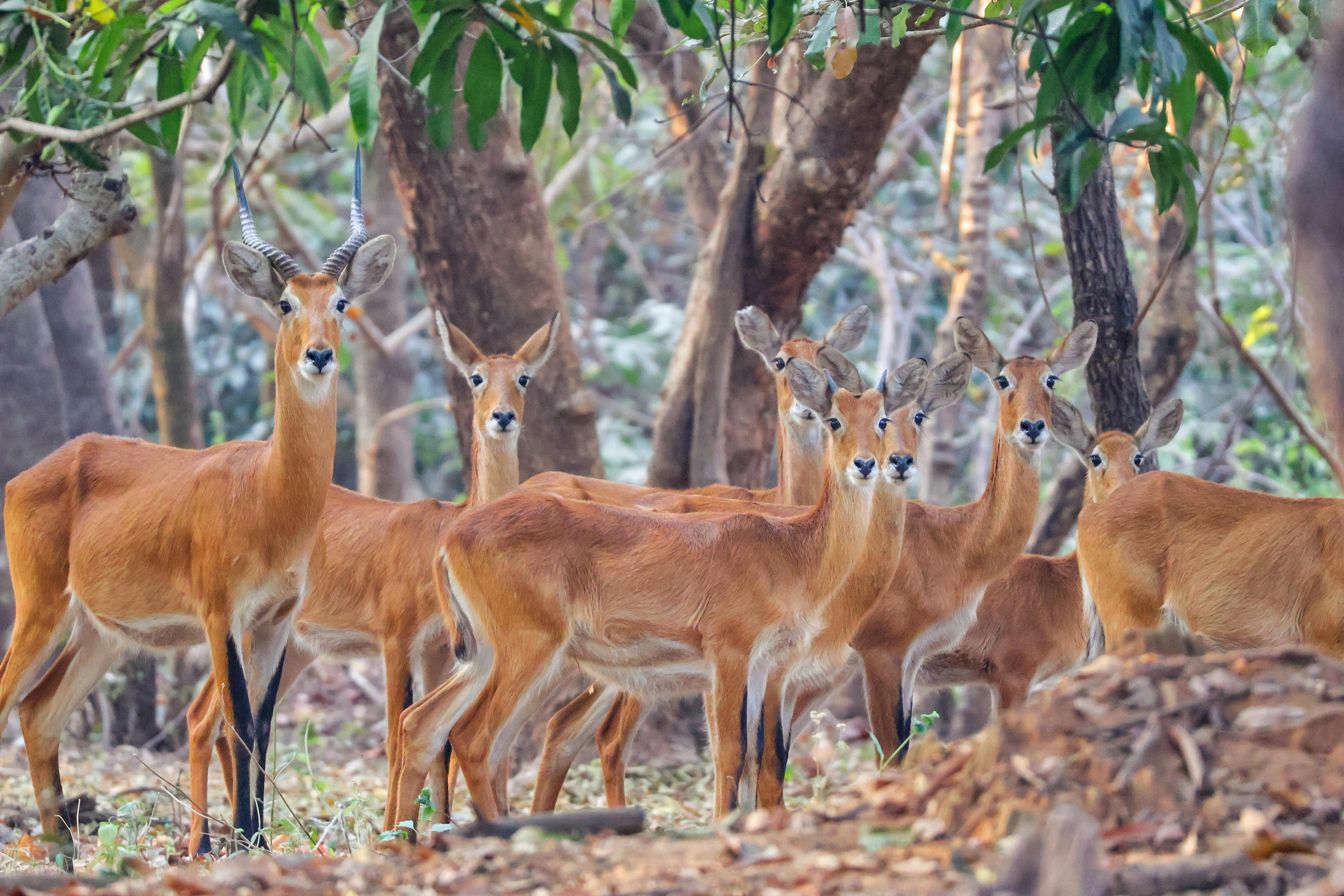 Group of Kob Antelopes in Forest Setting · Free Stock Photo