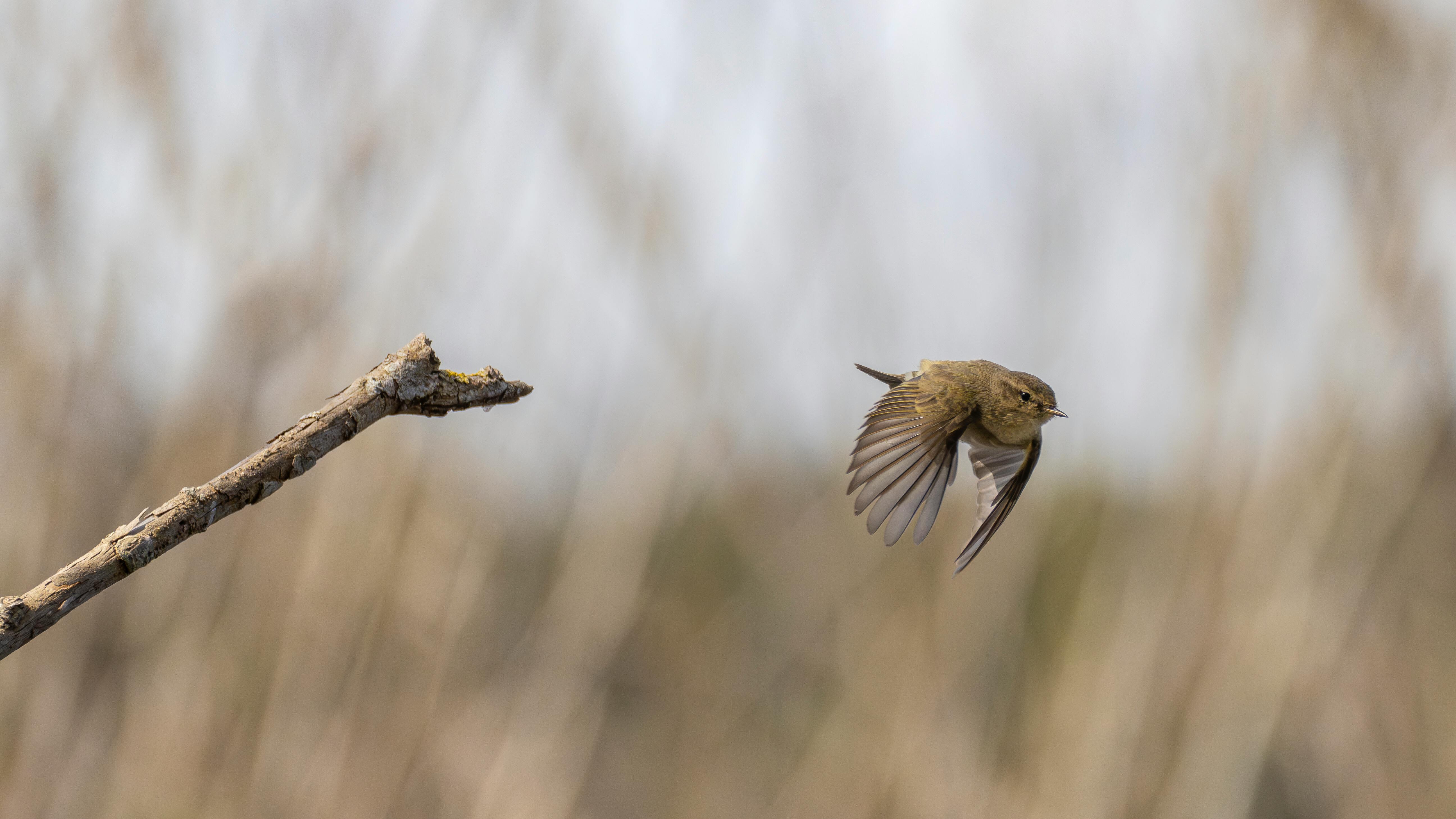 Small Bird in Mid-flight Near a Branch · Free Stock Photo