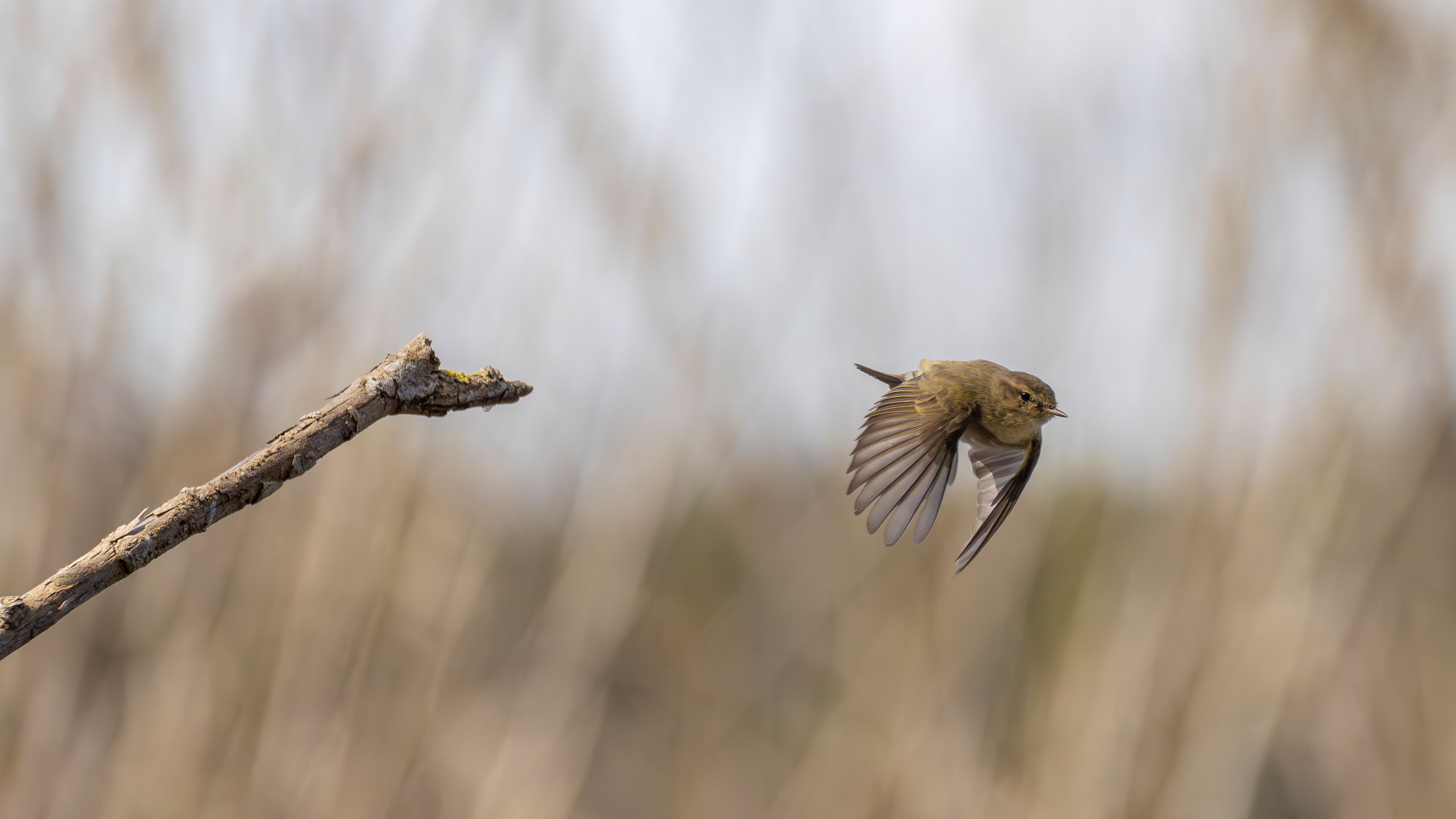 Small Bird in Mid-flight Near a Branch · Free Stock Photo