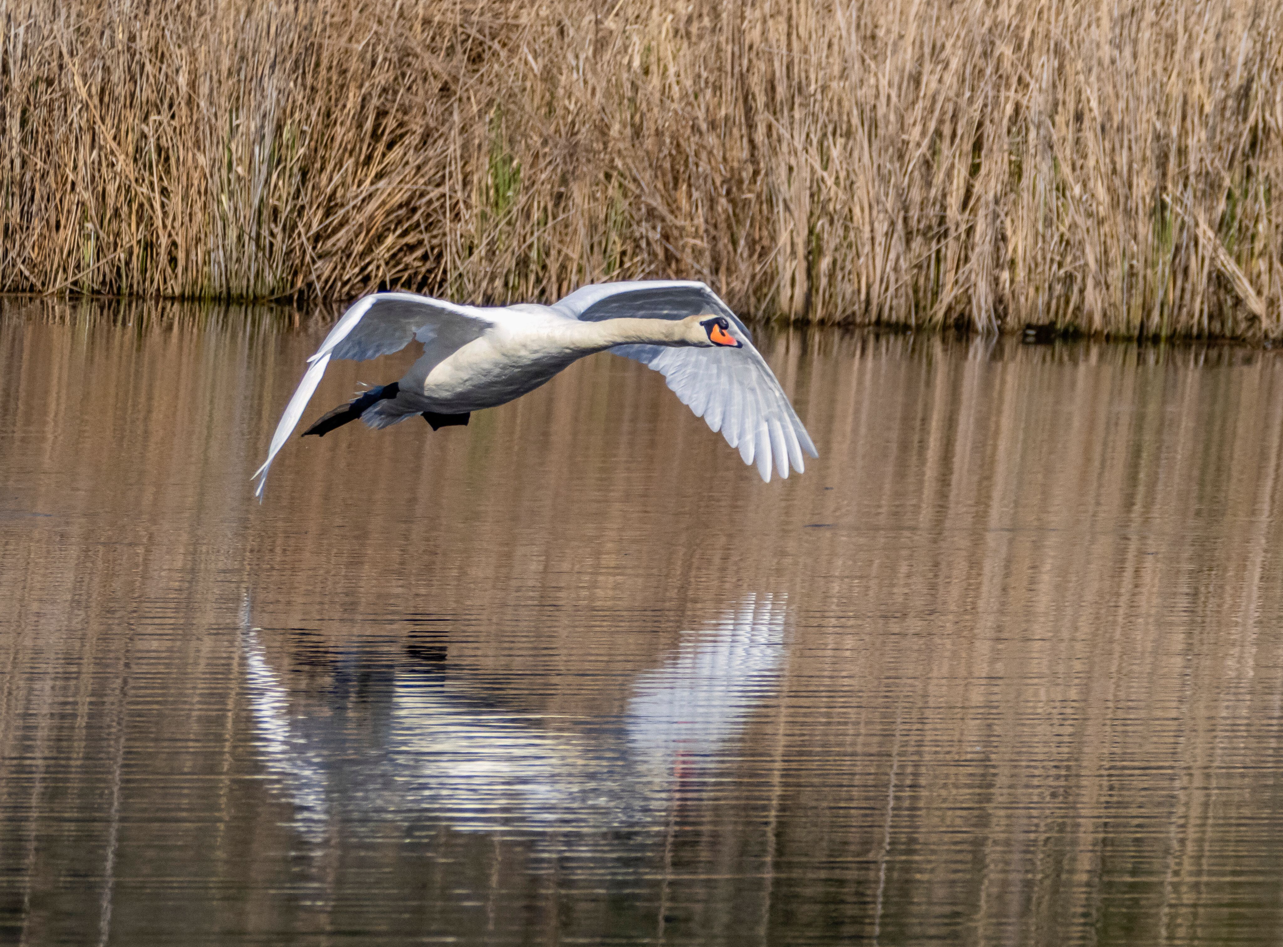 Graceful Mute Swan Flying Over Calm Water · Free Stock Photo