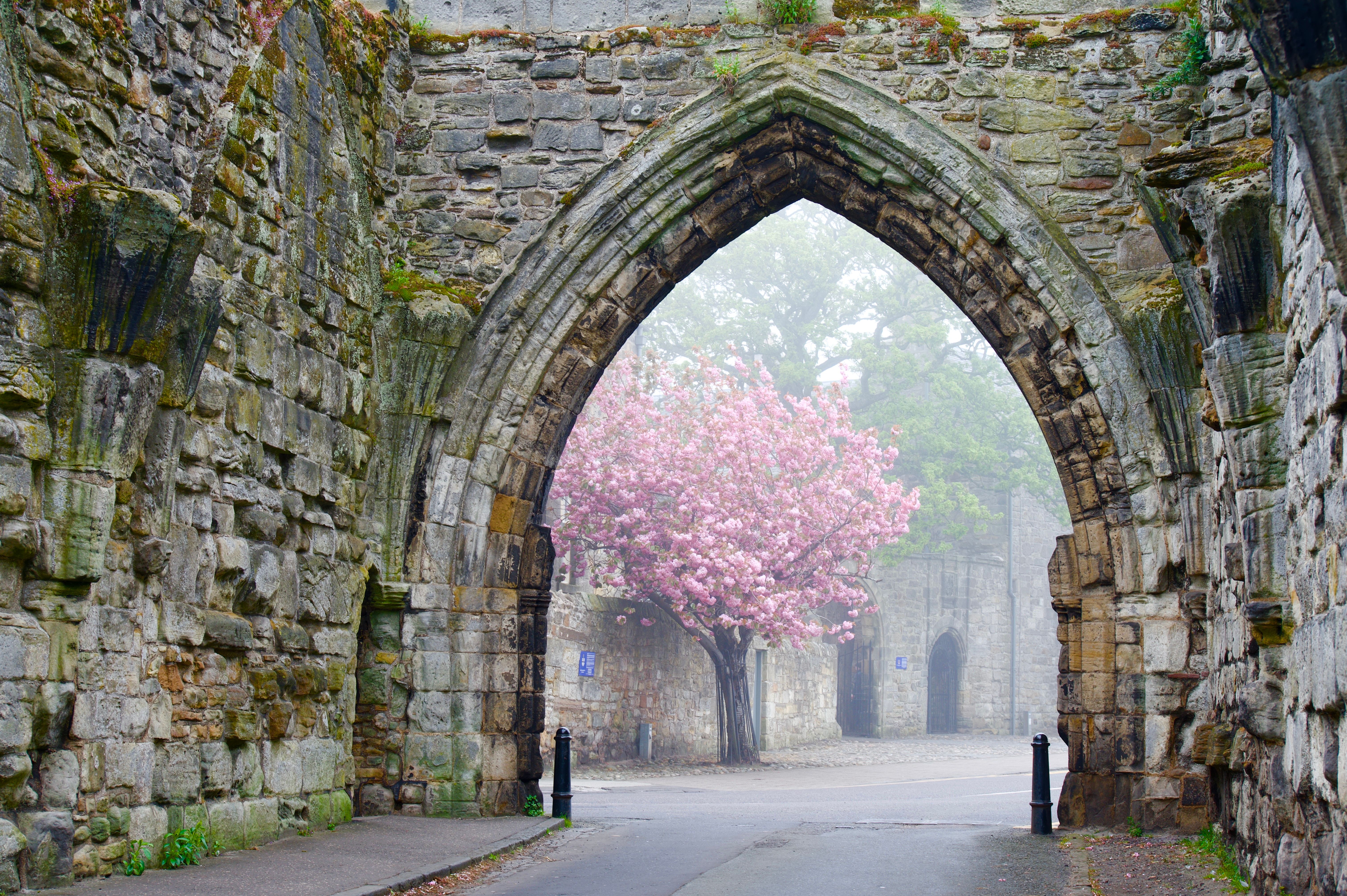 Historic Stone Archway with Blossoming Tree · Free Stock Photo