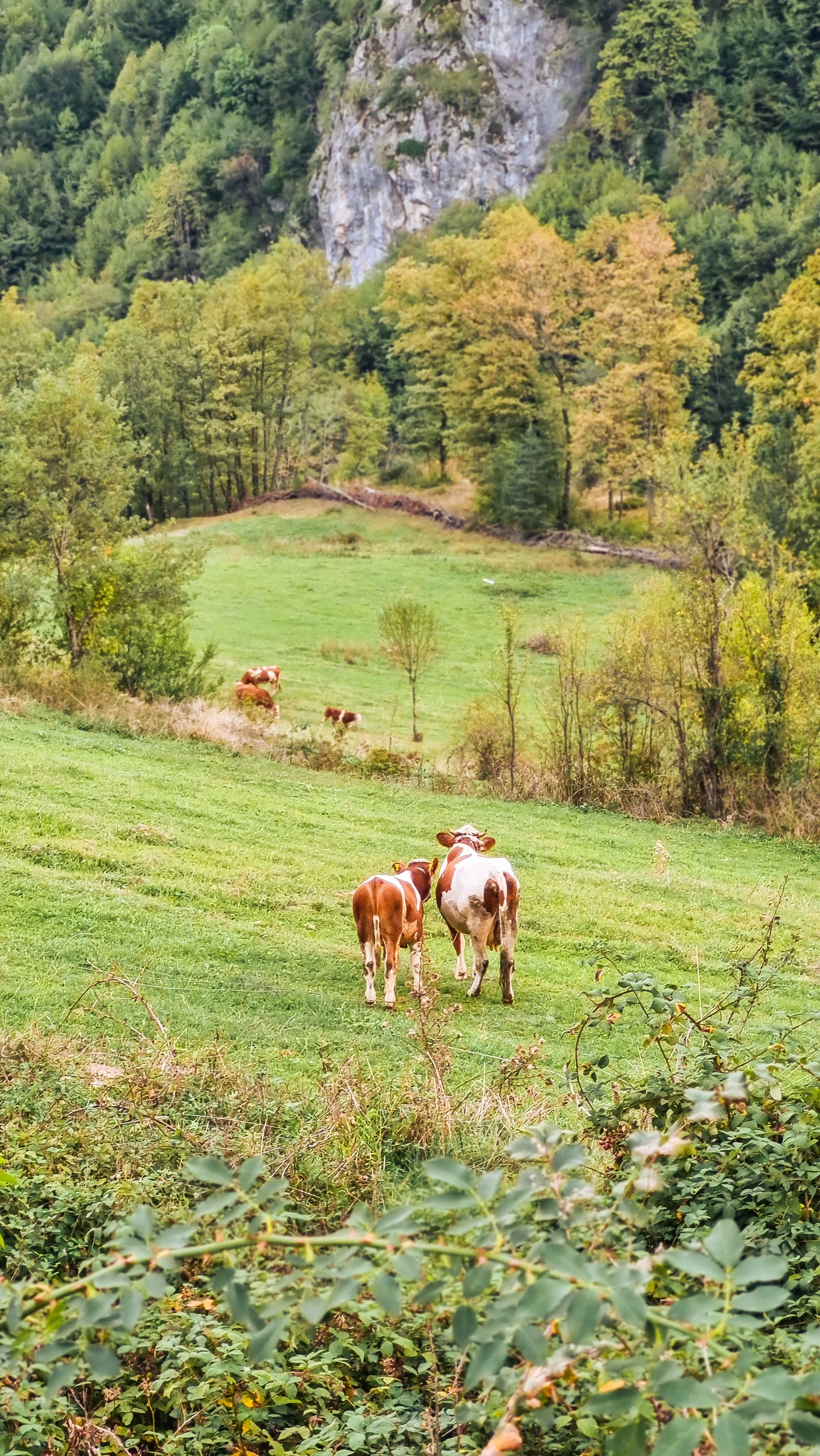 Serene Pastoral Scene with Cows Grazing · Free Stock Photo