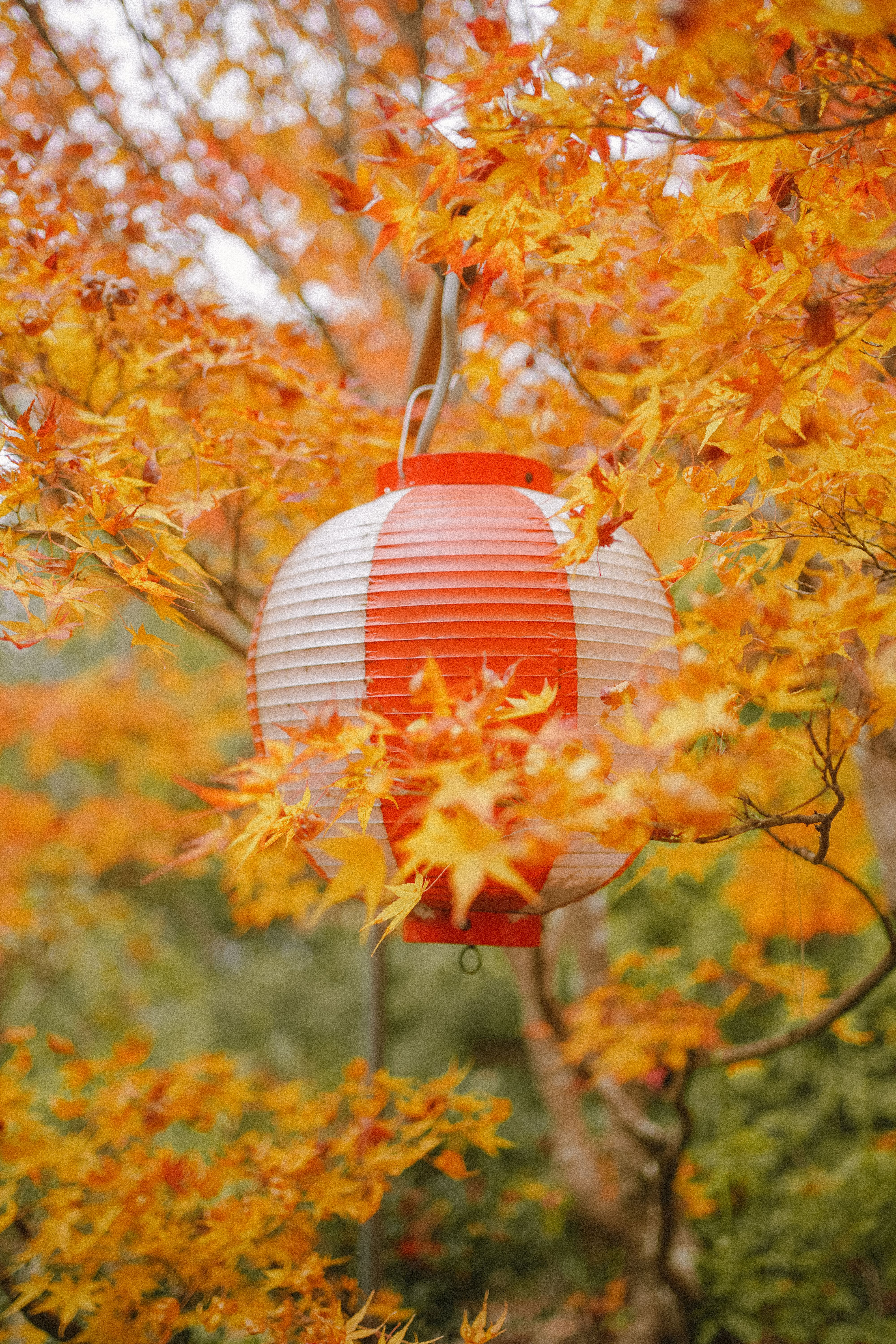 Japanese Lantern Amidst Autumn Maple Leaves · Free Stock Photo