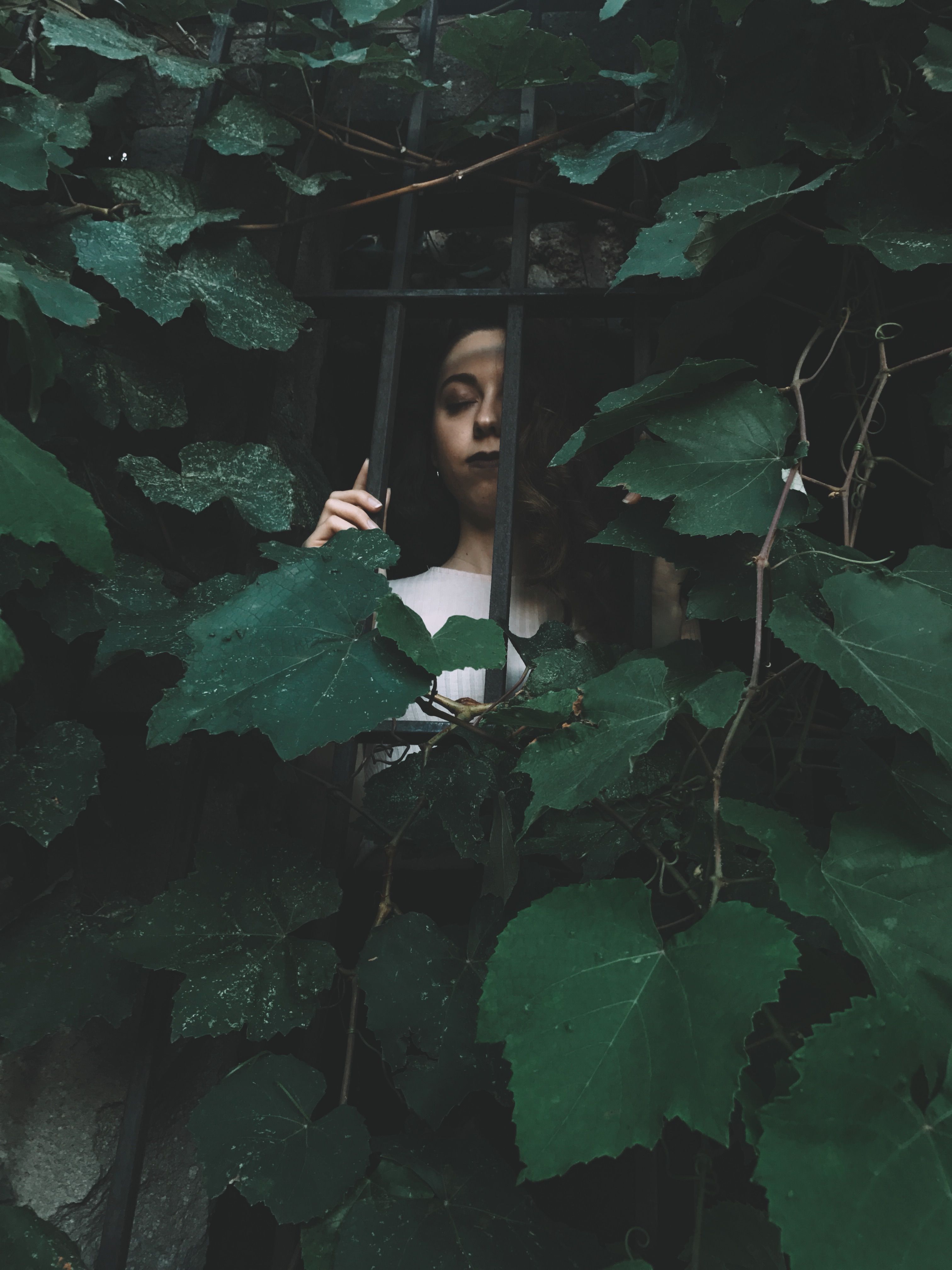 Nature Vines Photos, Download The BEST Free Nature Vines Stock Photos ...