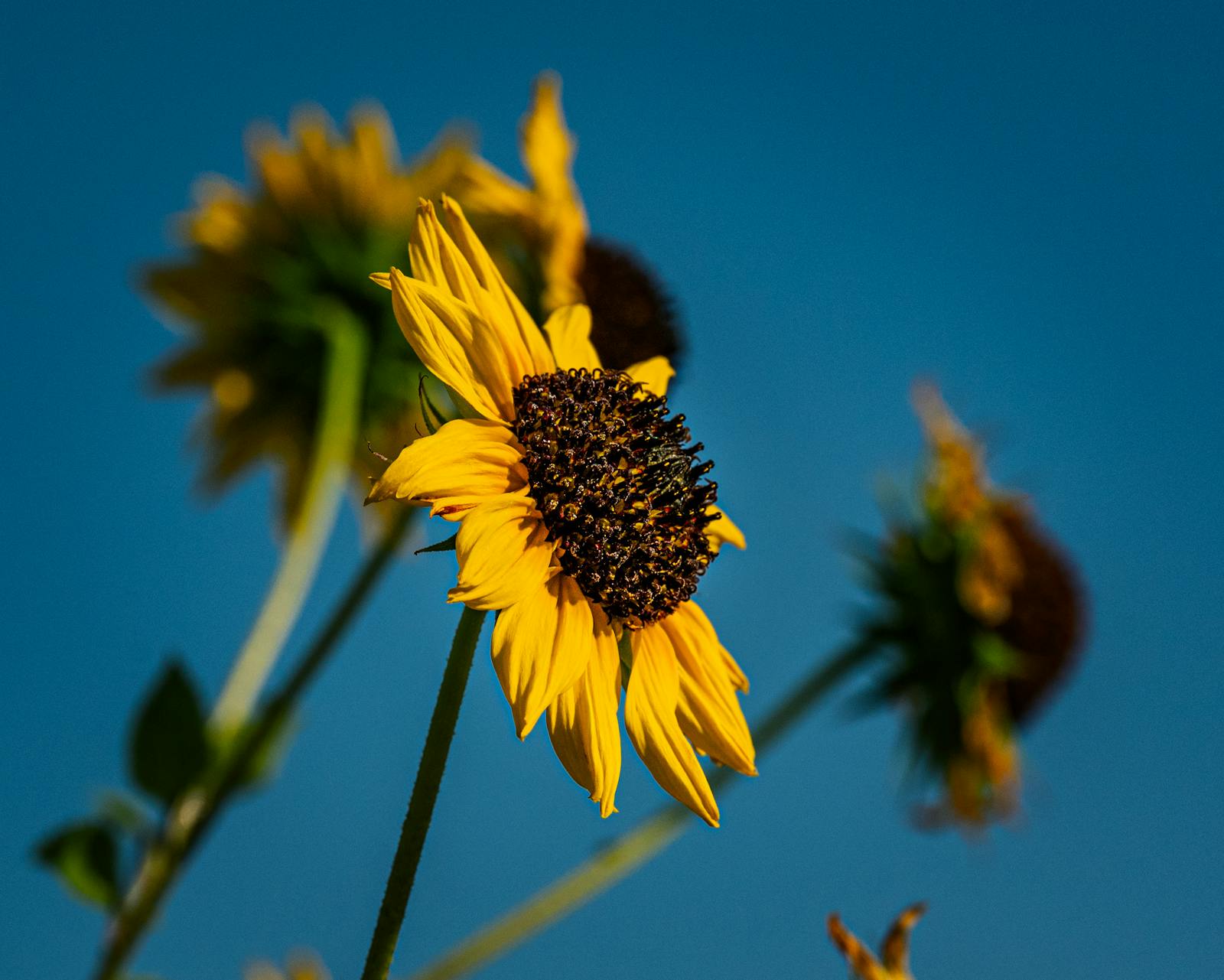 Free Avatars Photos, Download The BEST Free Free Avatars Stock Photos ...