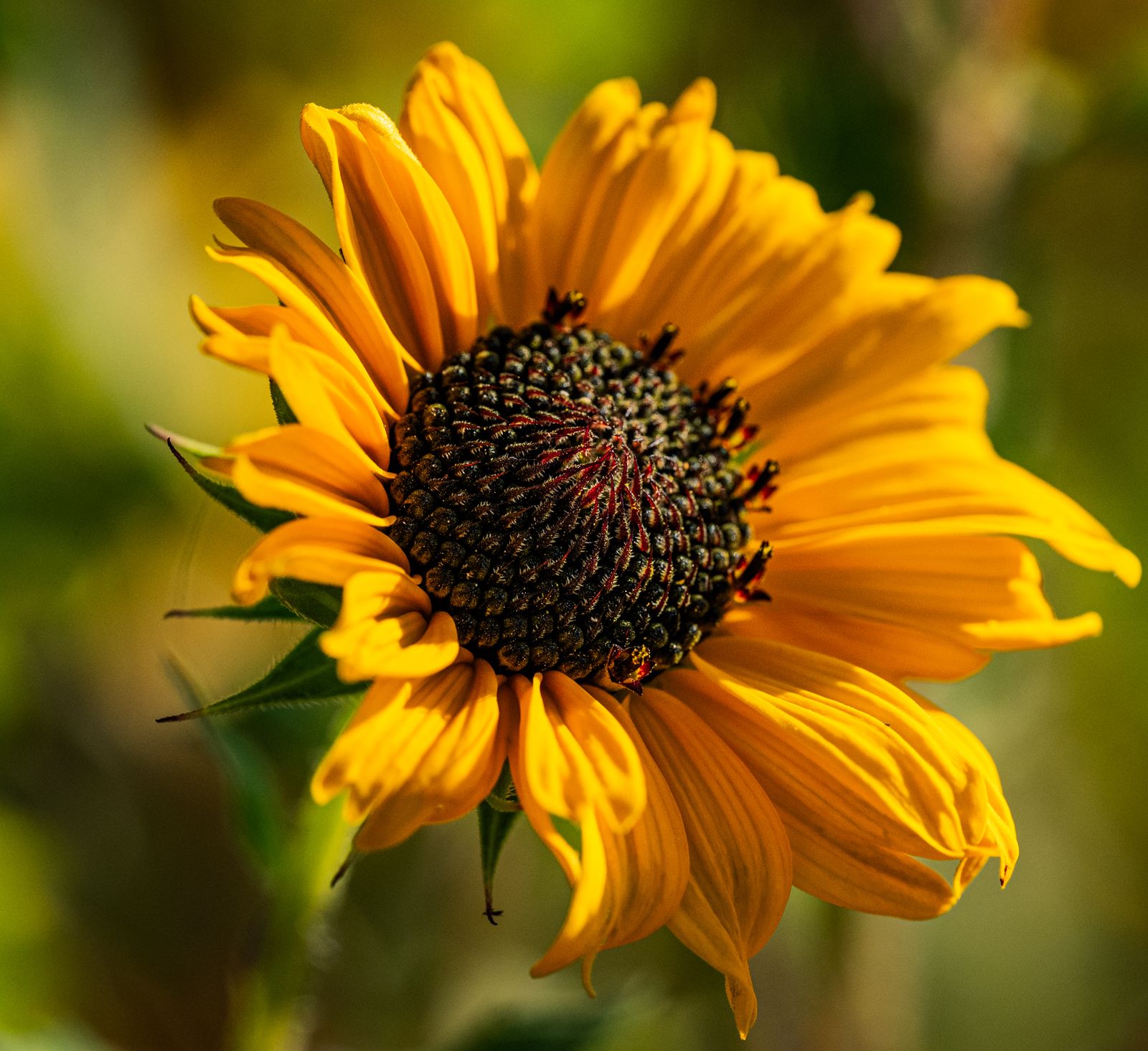 Images Of Sunflower Photos, Download The BEST Free Images Of Sunflower ...