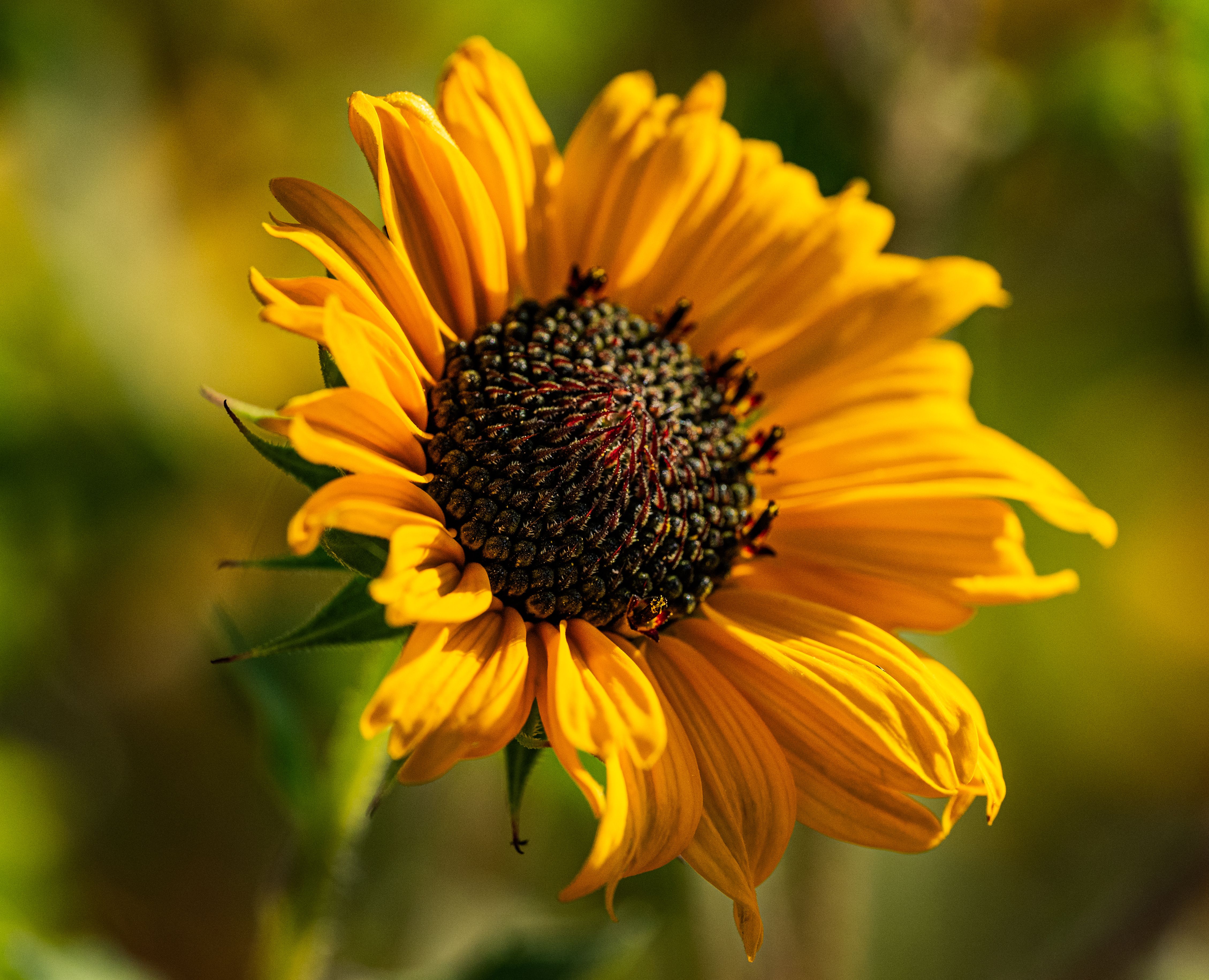 Sunflower Photos Download Photos, Download The BEST Free Sunflower ...