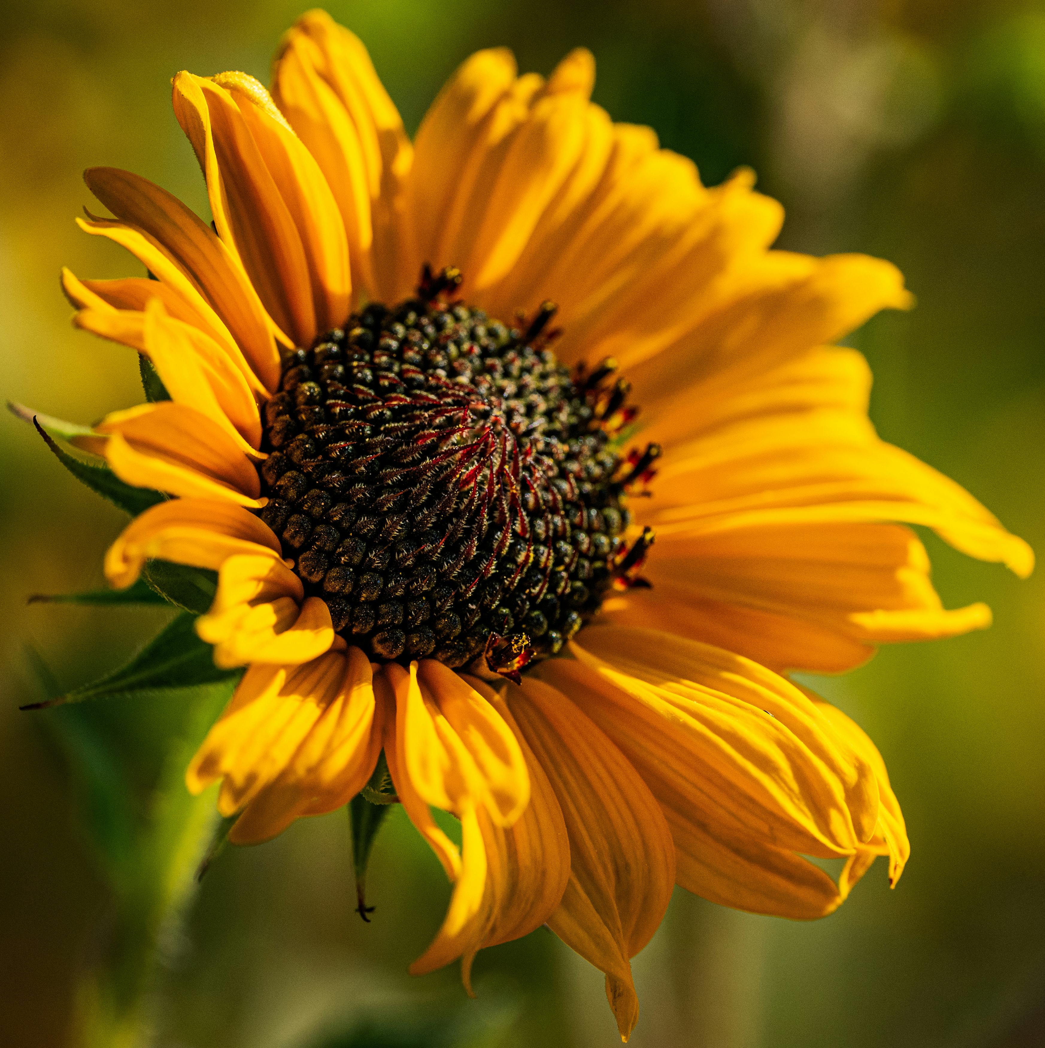 Free Dragon Pictures Photos, Download The BEST Free Free Dragon ...