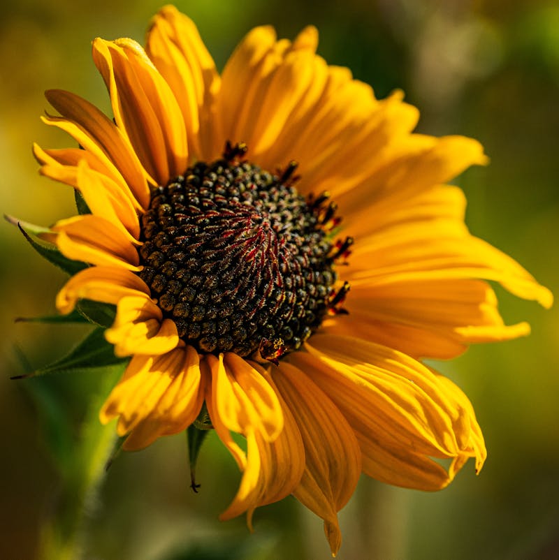 Free Non Copyrighted Photos, Download The BEST Free Free Non ...