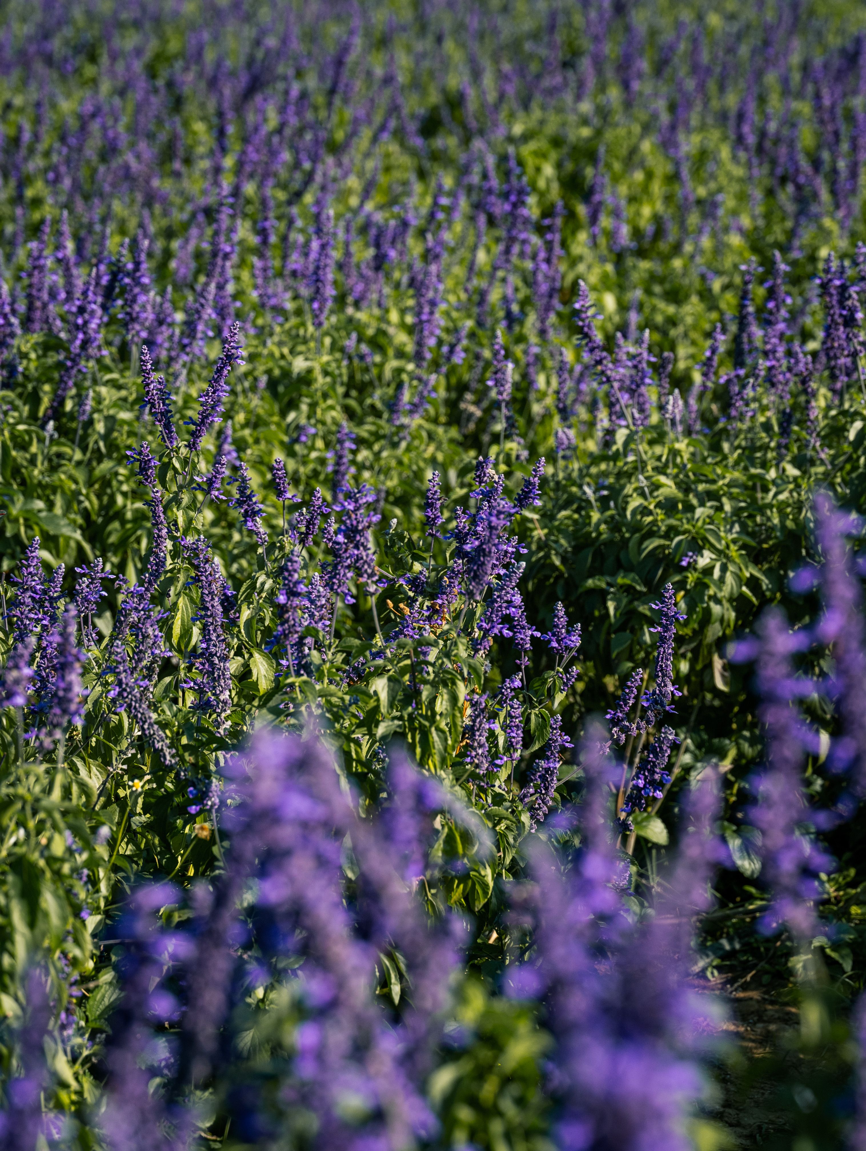 Fotos De Flores · Foto de stock gratuita
