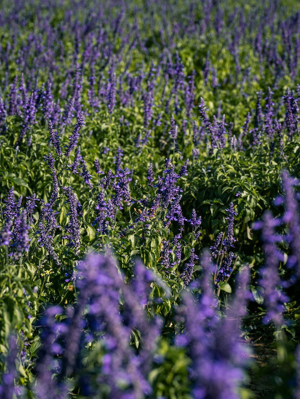 Free Jpeg Images Photos, Download The BEST Free Free Jpeg Images Stock ...