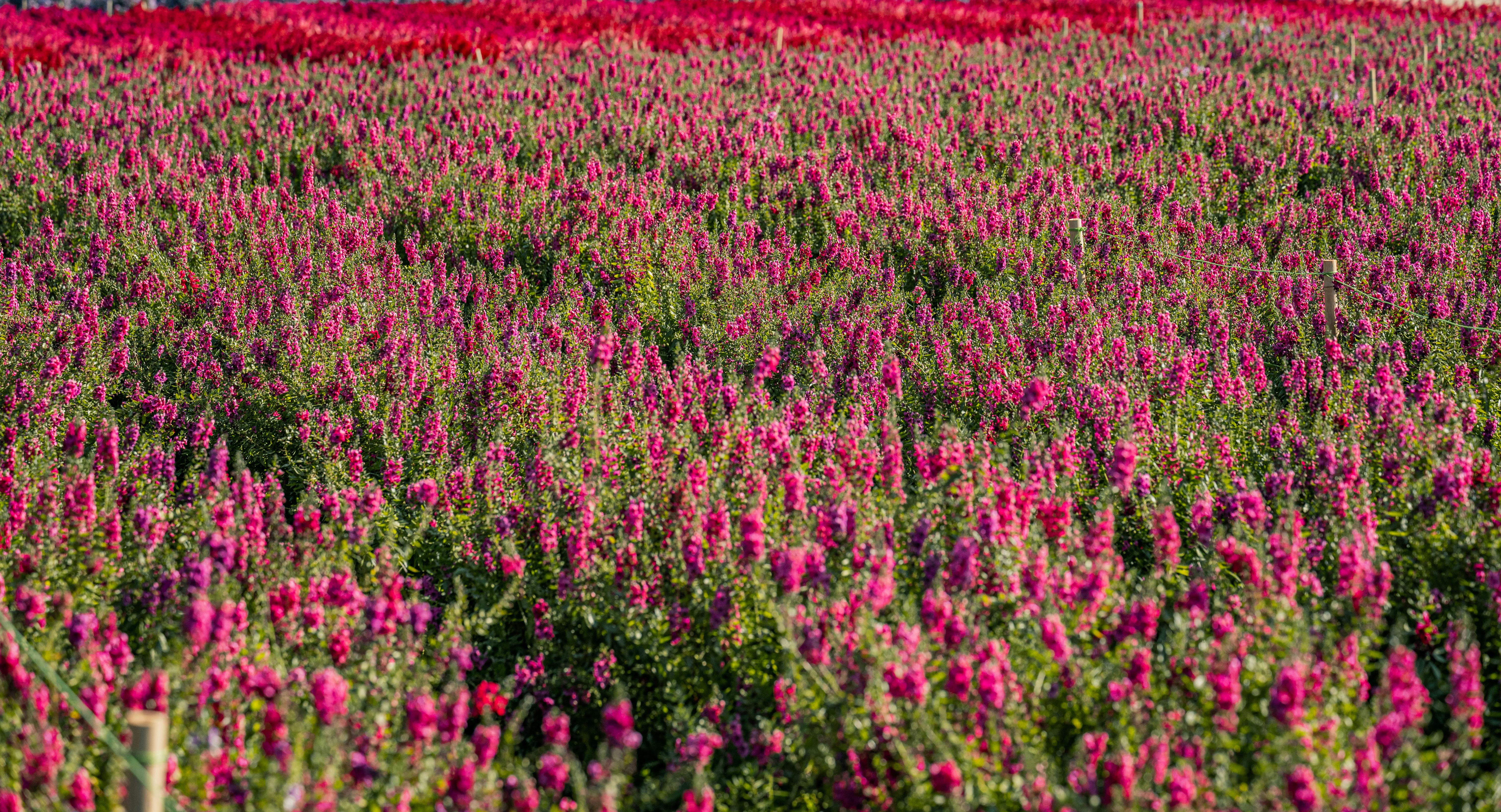 Lebron+Tuff+Pictures Photos, Download The BEST Free Lebron+Tuff ...