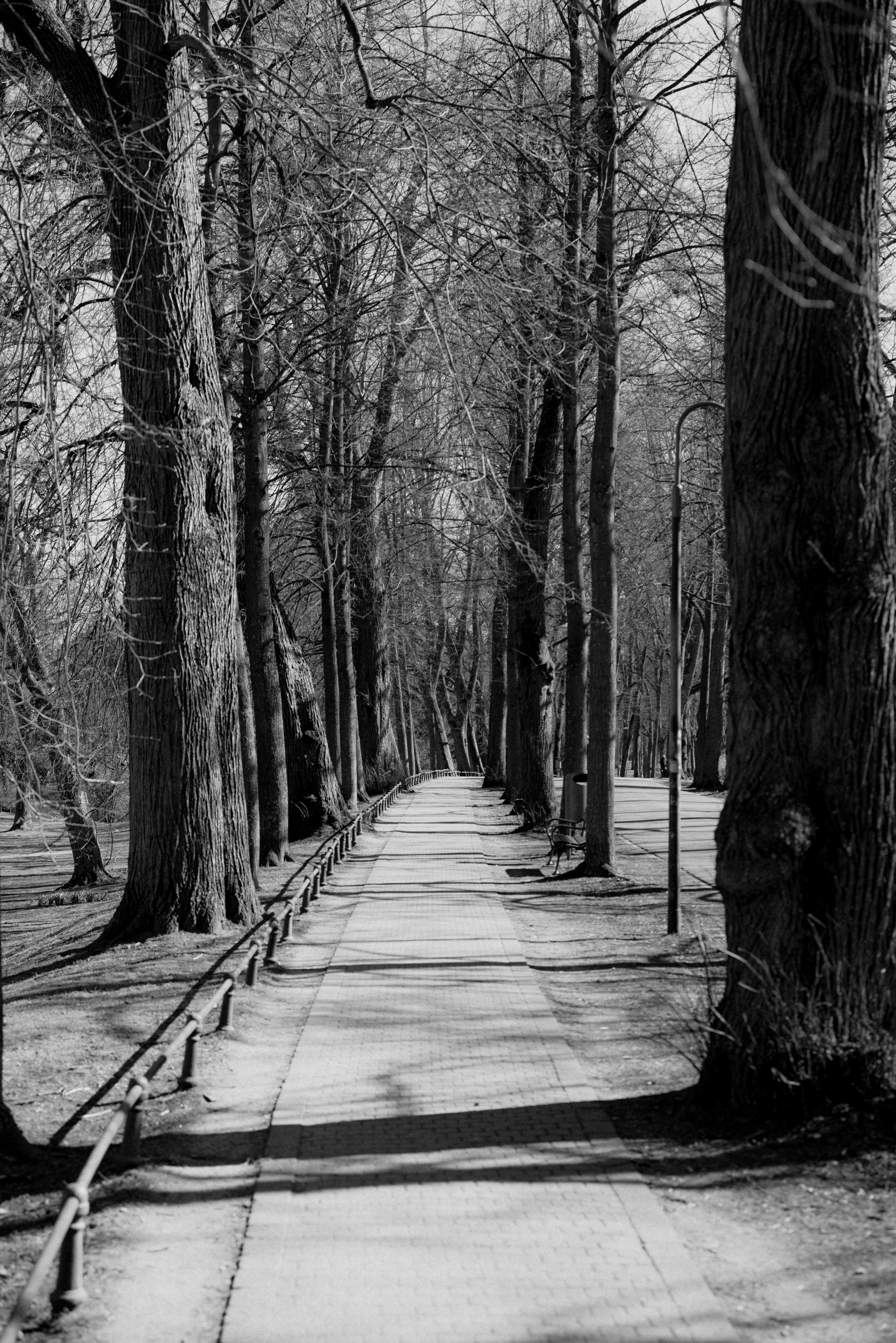 Serene Tree-Lined Pathway in Monochrome · Free Stock Photo
