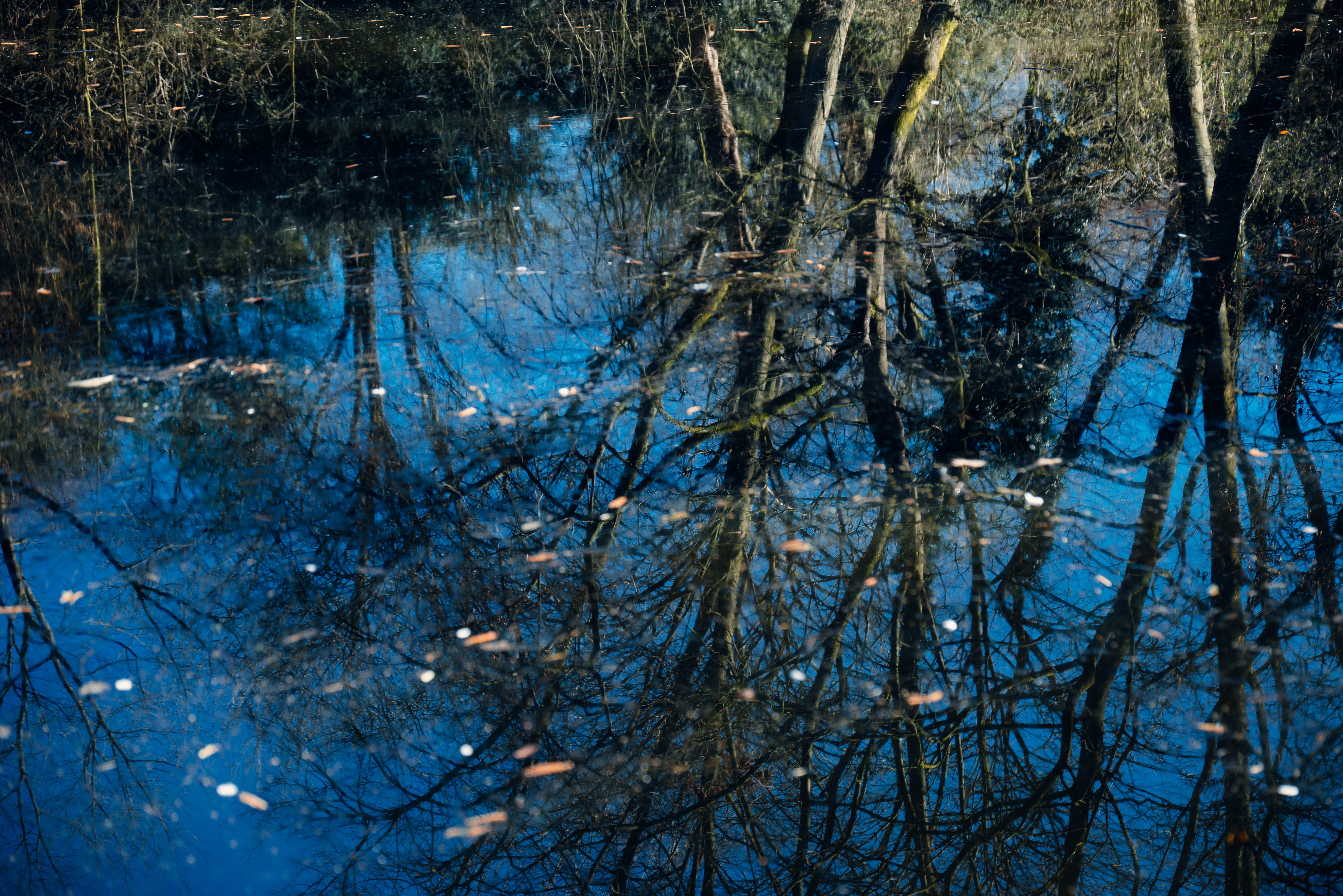 Reflective Trees on a Calm Water Surface · Free Stock Photo