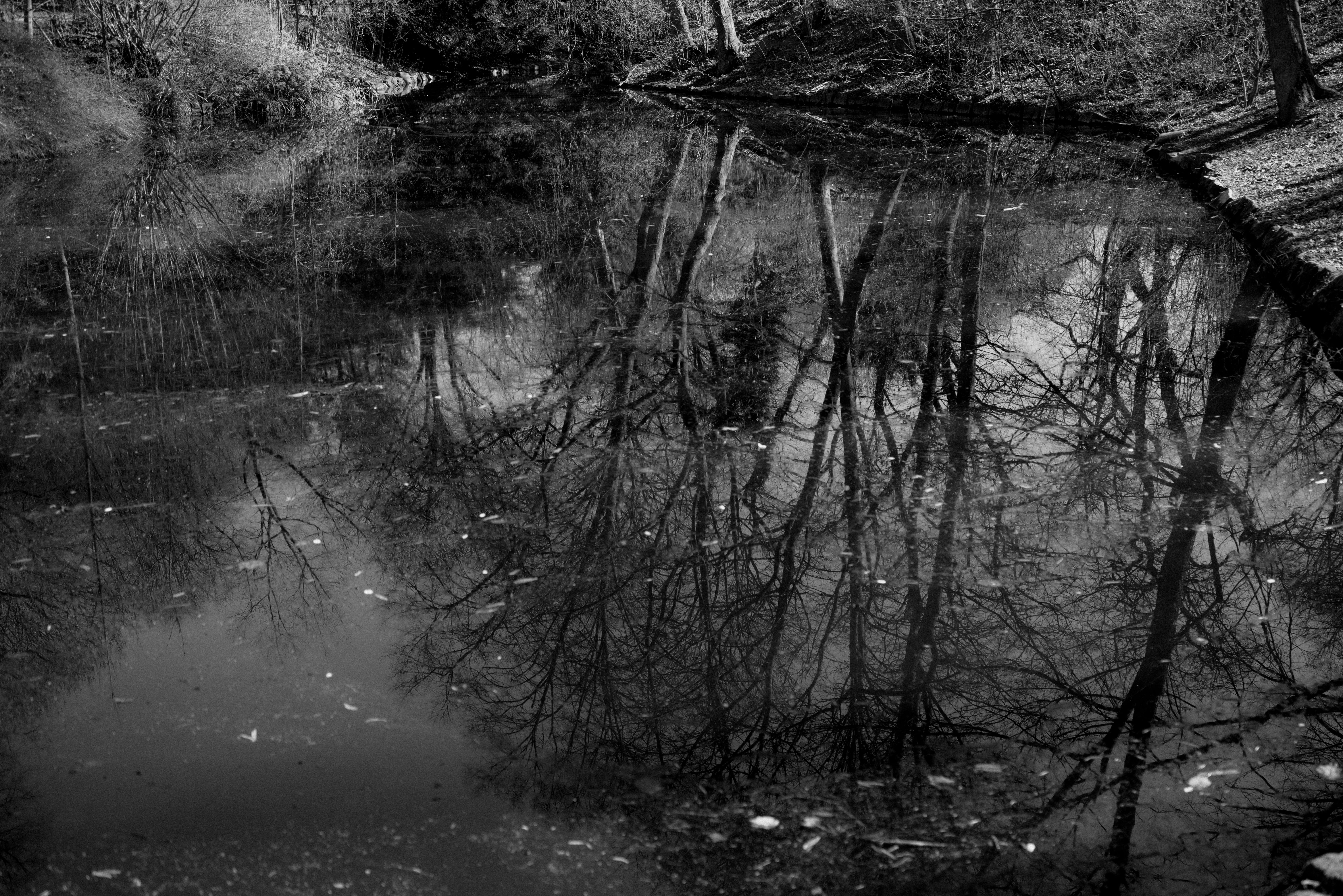 Black and White Reflection of Trees in a Calm Lake · Free Stock Photo