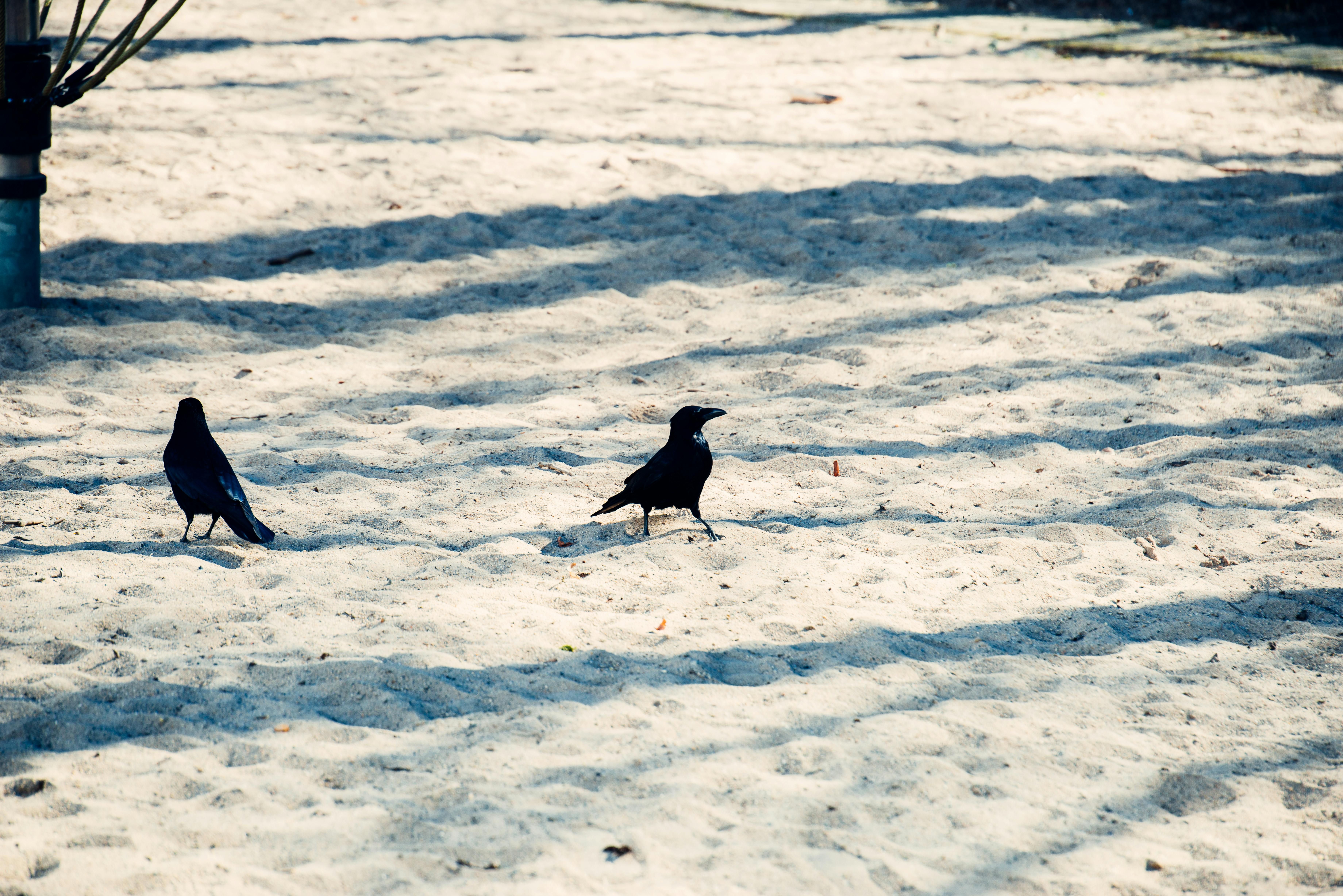 Crows on Sandy Beach Under Sunlight · Free Stock Photo