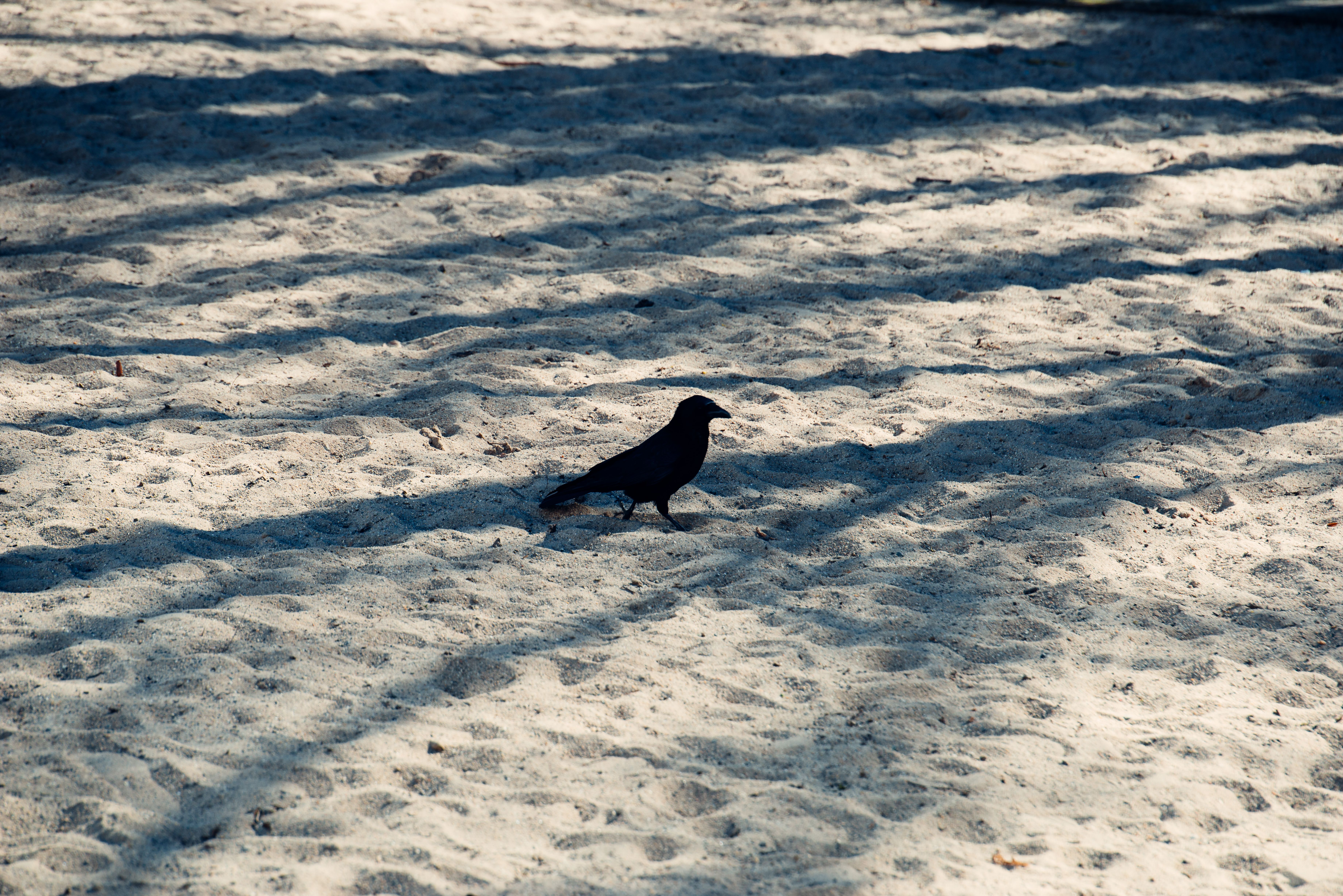 Corvo Preto Na Praia De Areia Sob A Sombra Das árvores · Foto ...