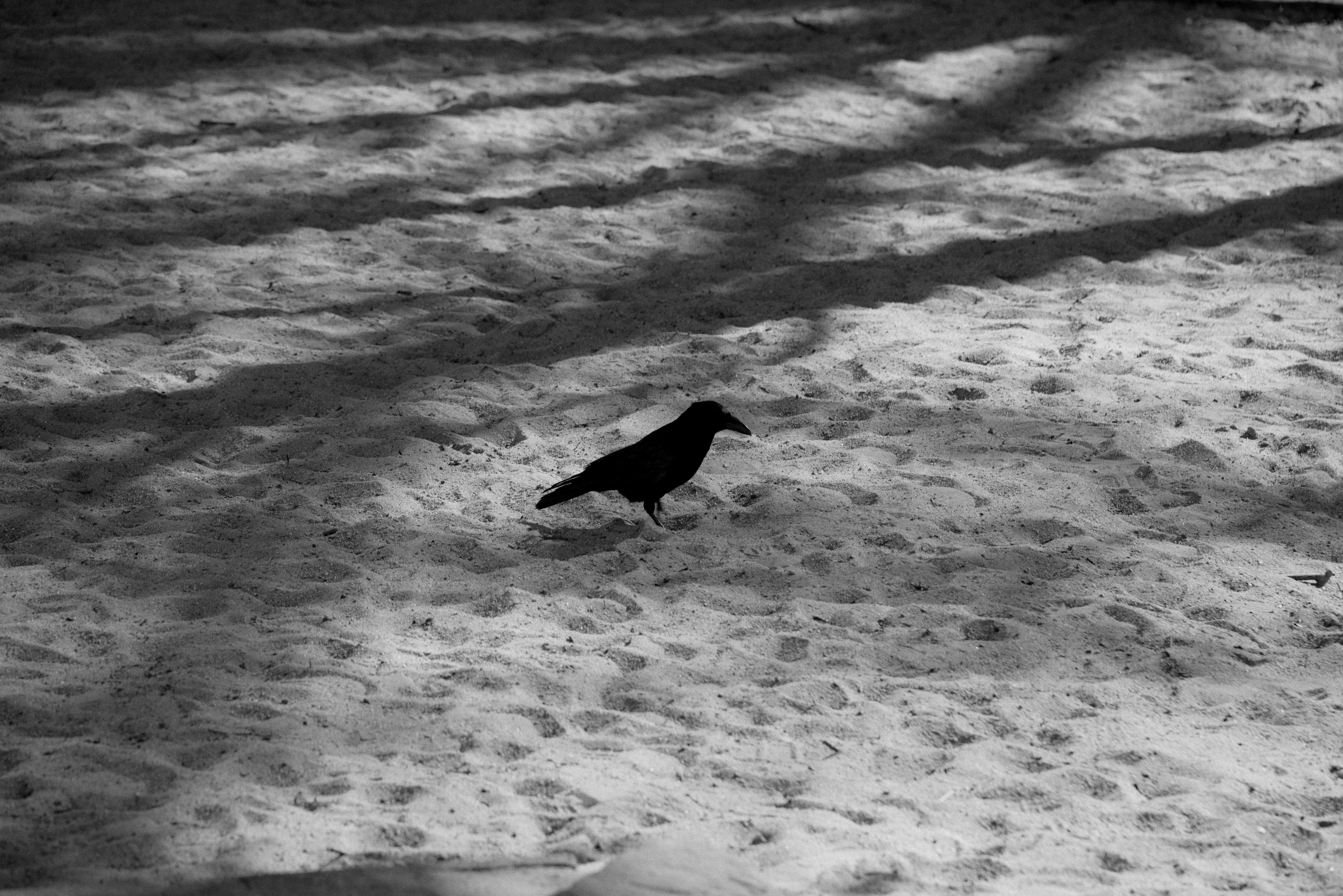 Solitary Crow on Sandy Beach in Black and White · Free Stock Photo