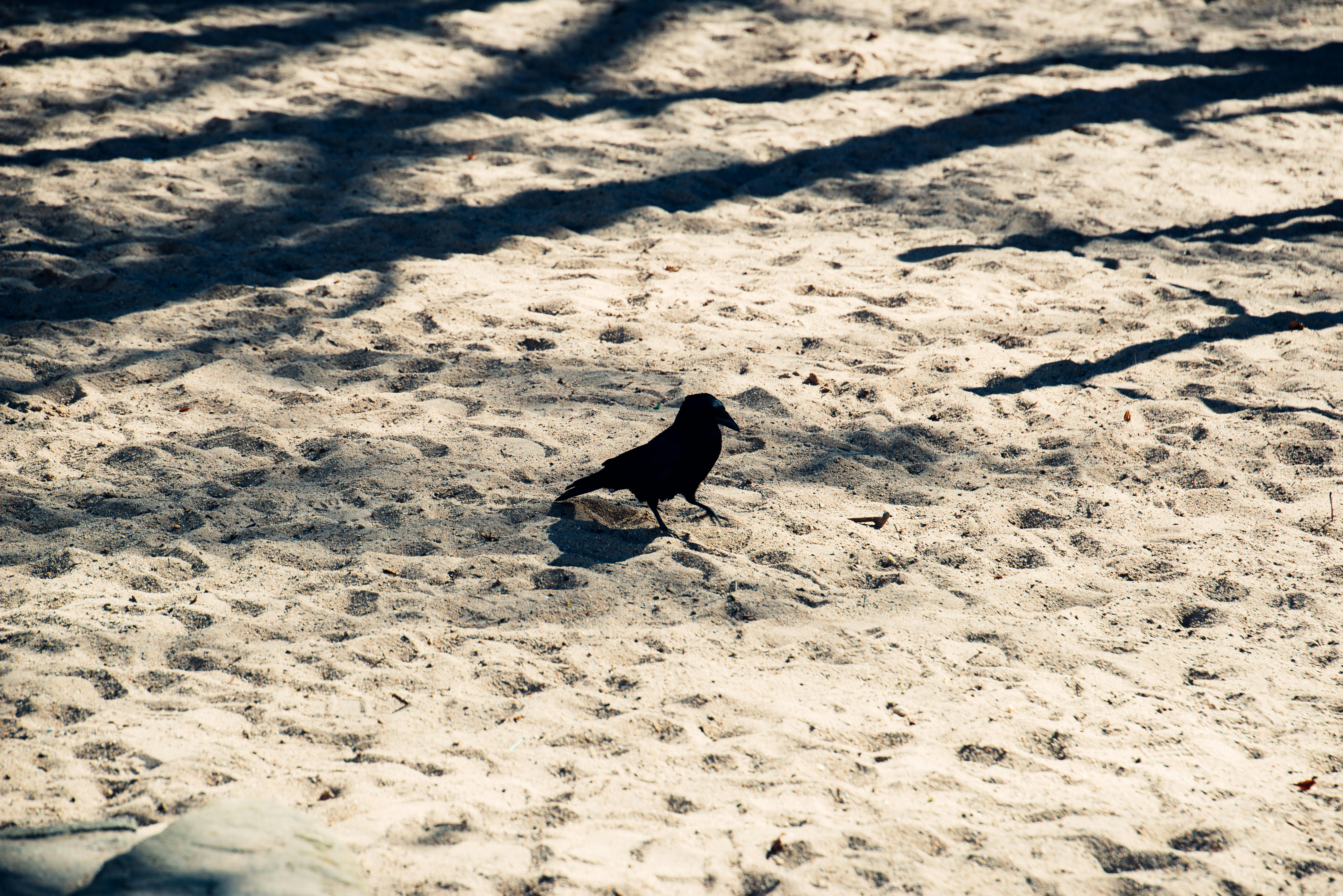 Solitary Crow on a Sandy Beach · Free Stock Photo