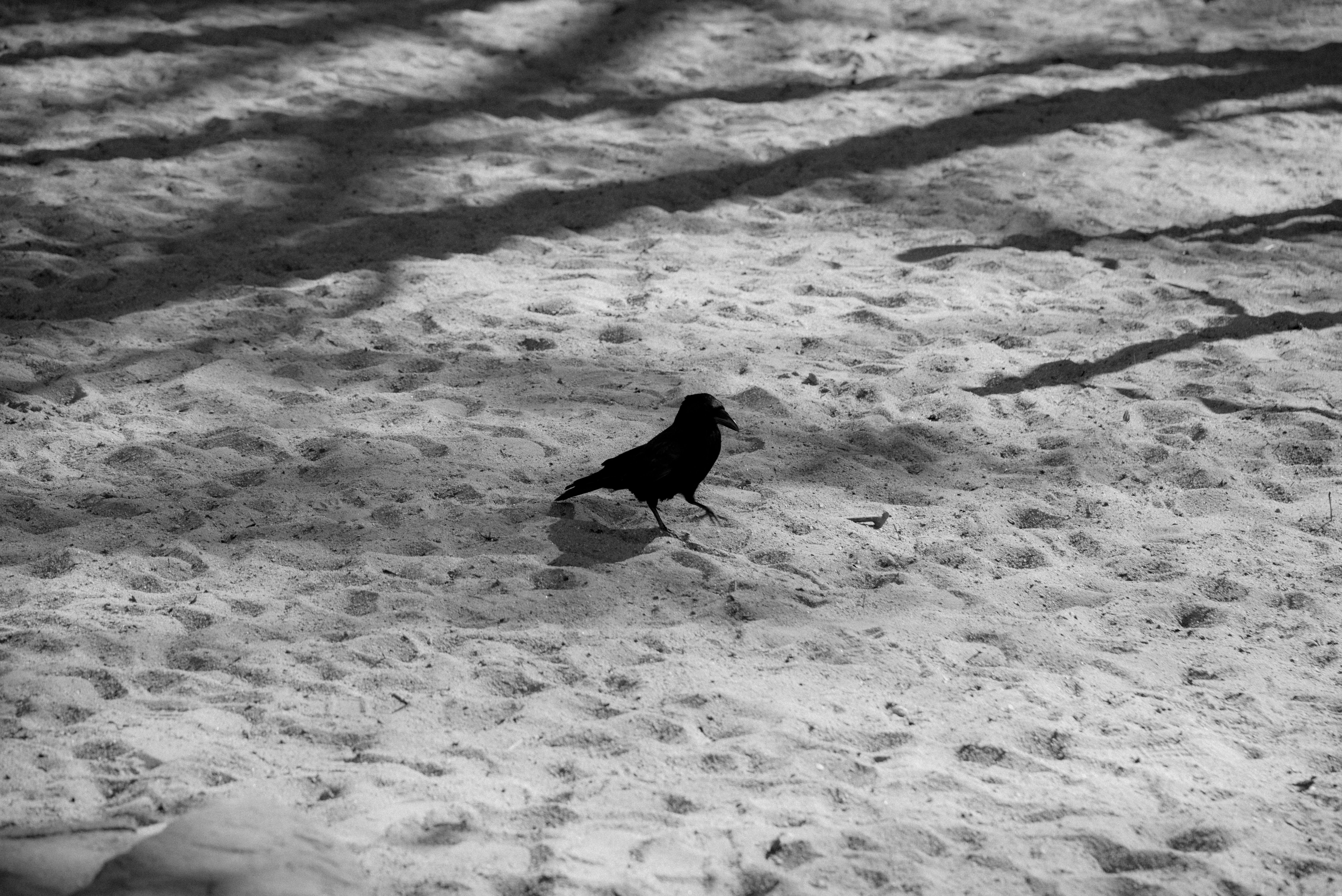 Black and White Crow on Sandy Beach · Free Stock Photo