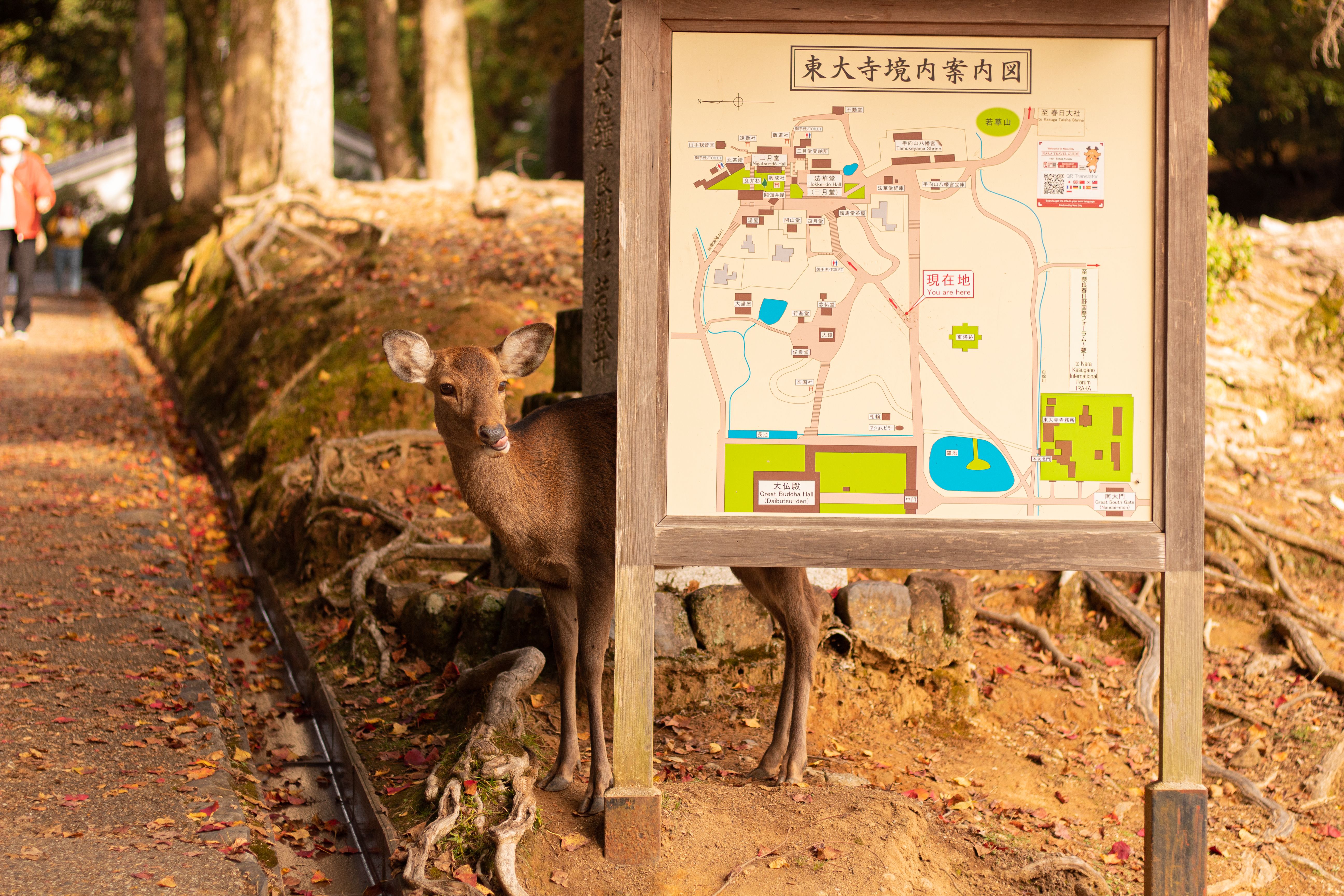 Deer Hidden Behind Tourist Map Sign in Nara Park · Free Stock Photo