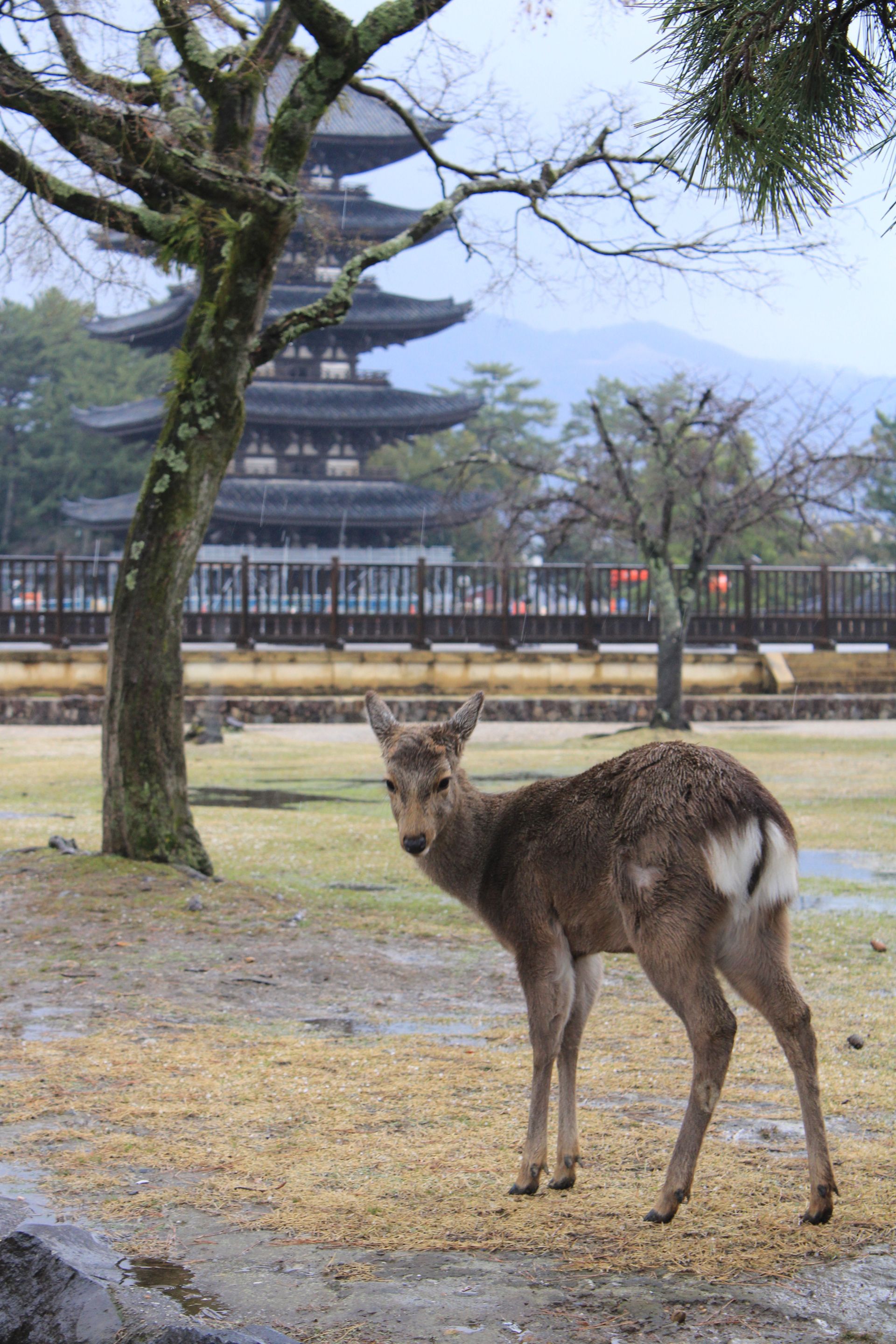 Nara Travel Guide 2026 — Where to Eat, Stay & Wander | Facts From Upstairs