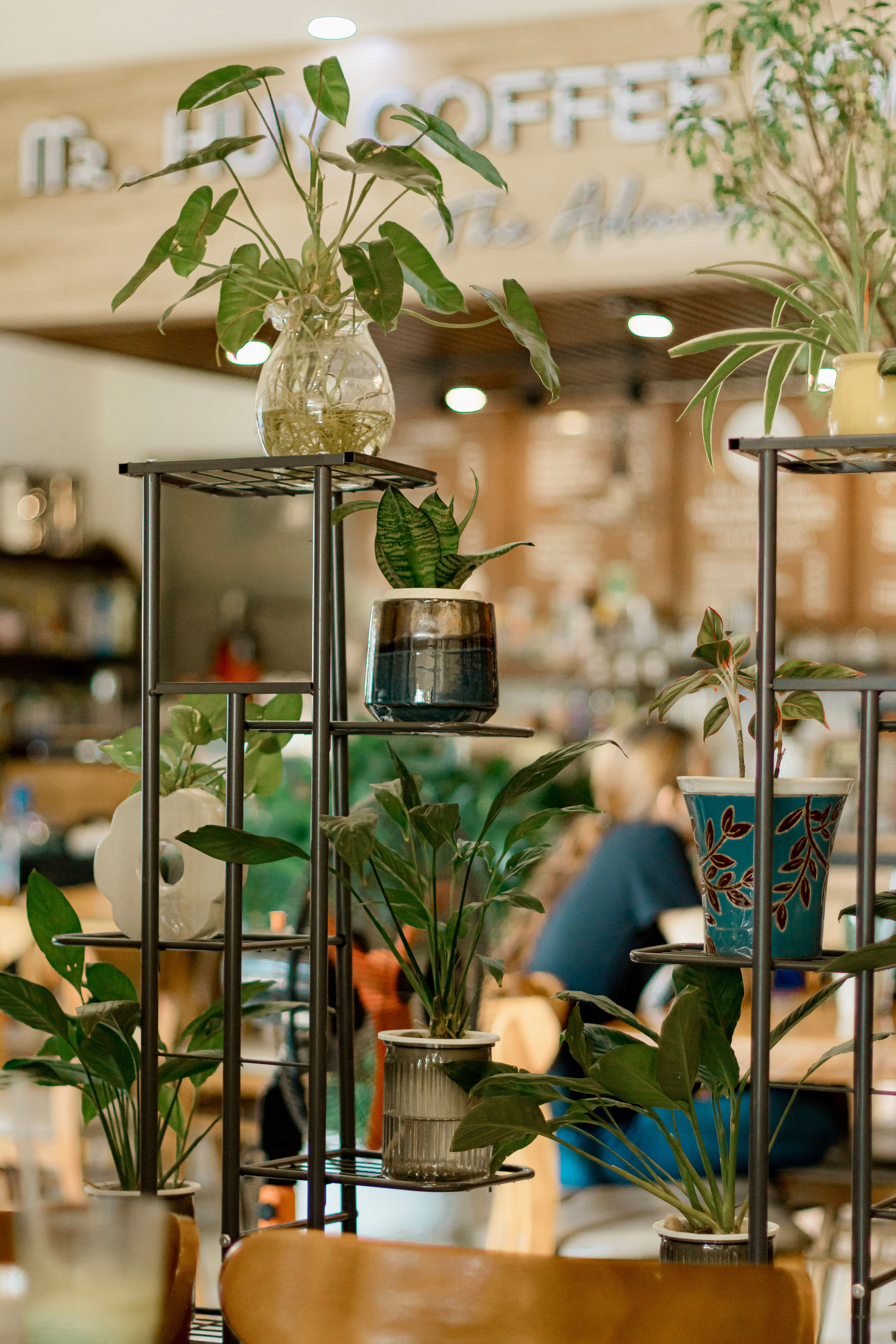 Green Coffee Shop Photos, Download The BEST Free Green Coffee Shop ...