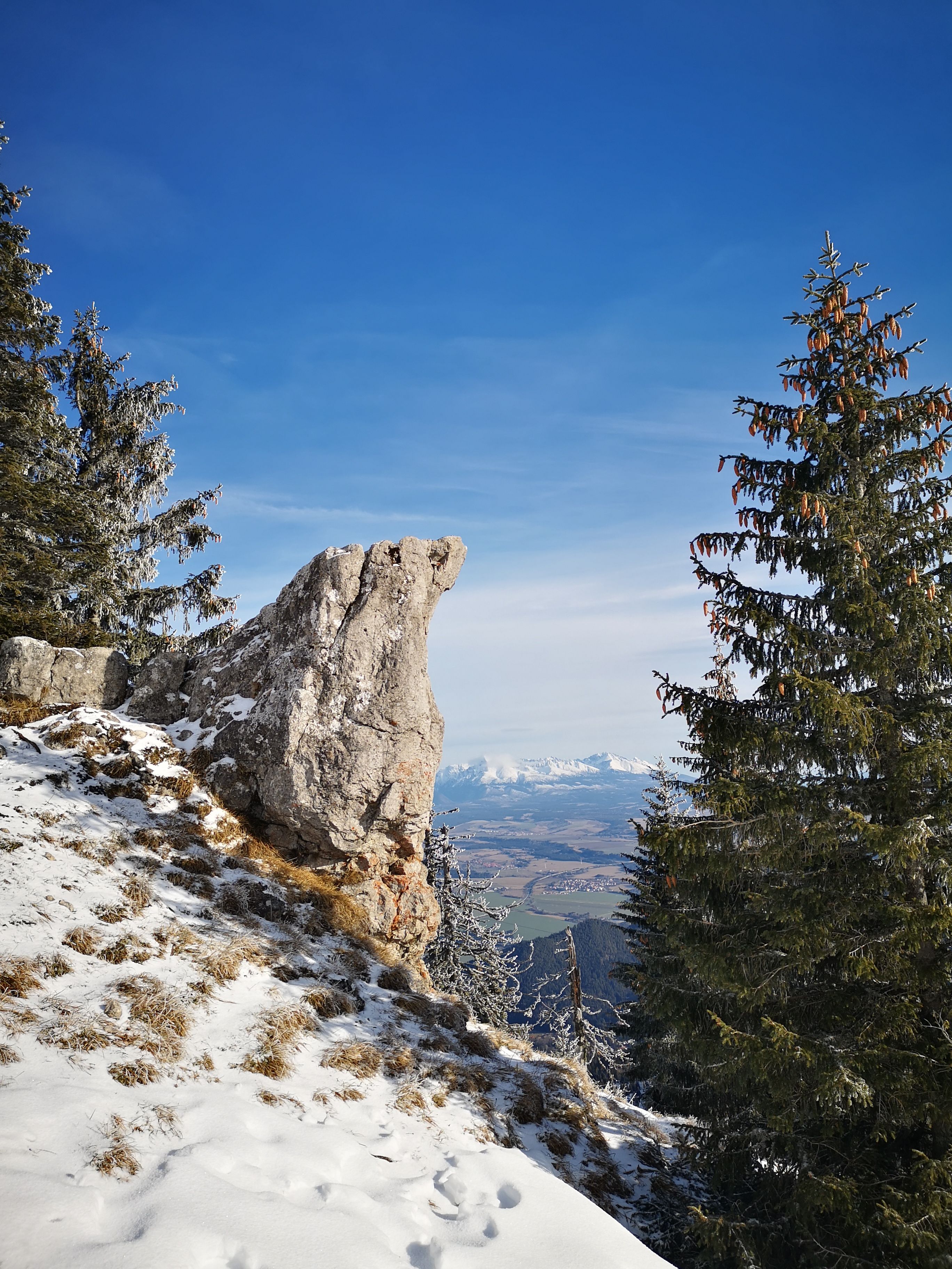 Snowy Mountain Cliff with Evergreen Trees · Free Stock Photo