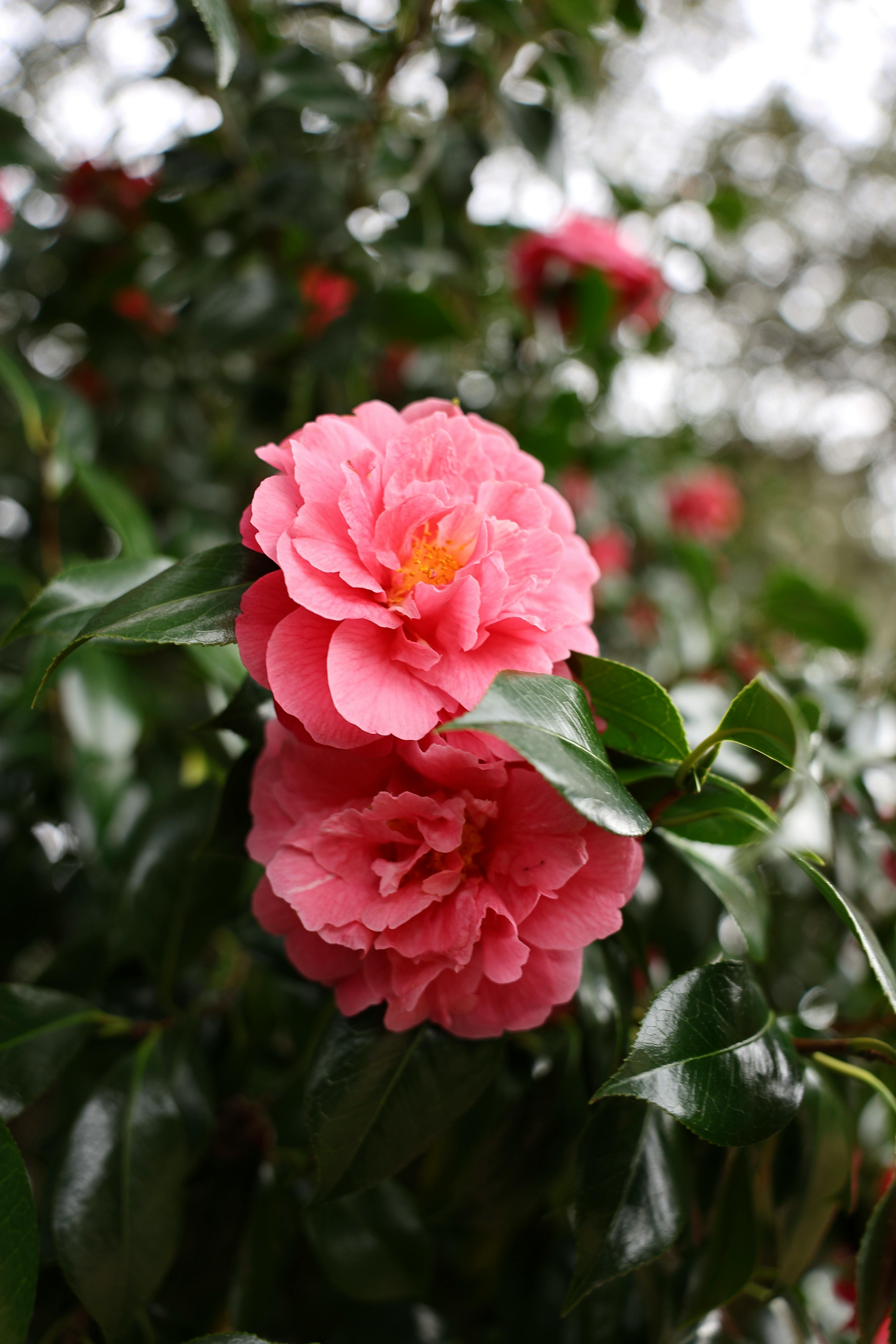 Beautiful Pink Camellia Flowers in Bloom · Free Stock Photo