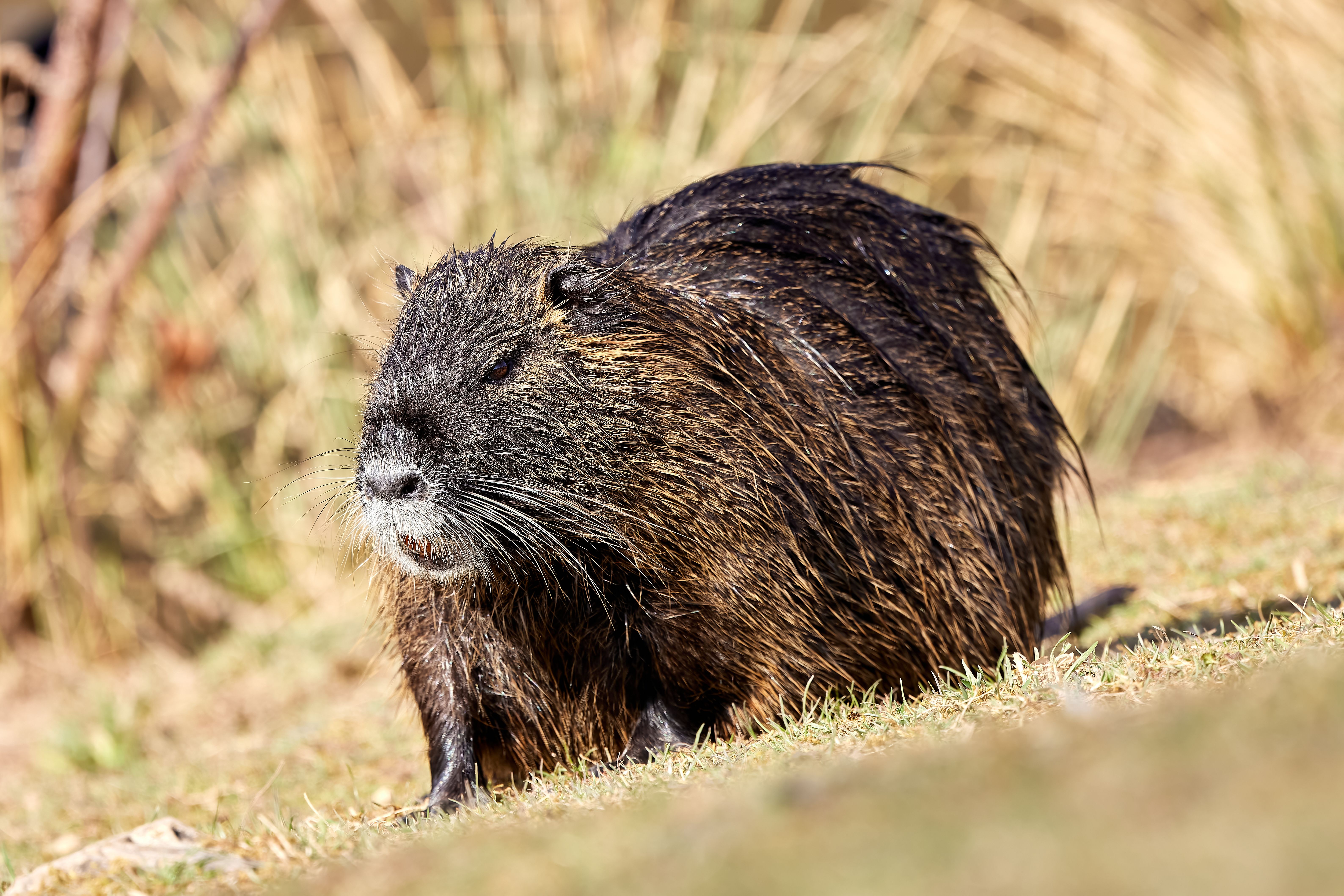 Close-up of a Capybara in Natural Habitat · Free Stock Photo