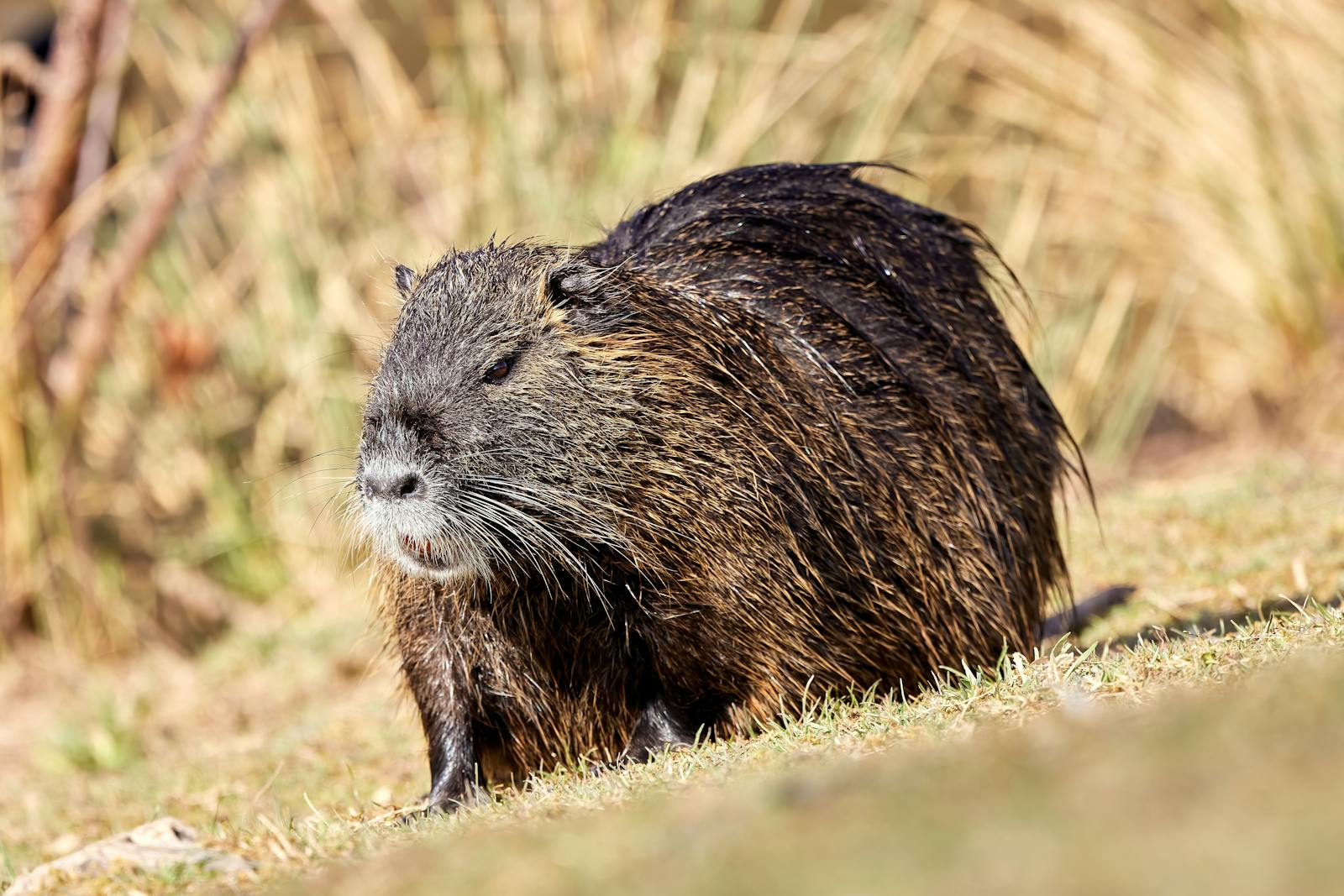 Capybara Cute Photos, Download The BEST Free Capybara Cute Stock Photos ...