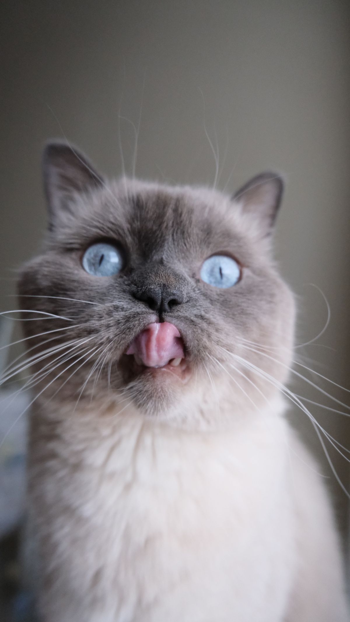 Funny Cat Pictures Photos, Download The BEST Free Funny Cat Pictures ...
