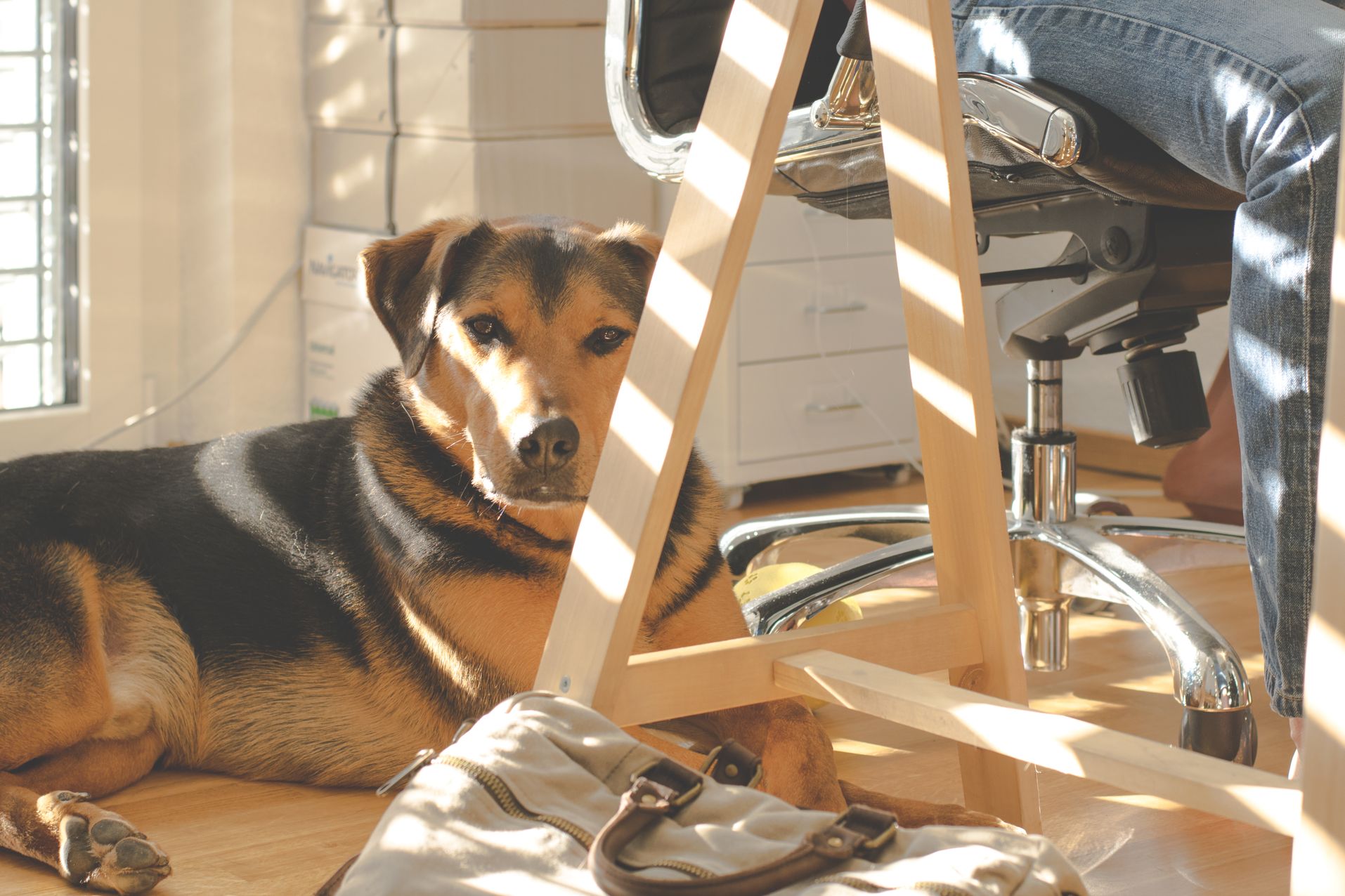 Panic Attack in Dogs: Causes, Symptoms & Anxiety Relief