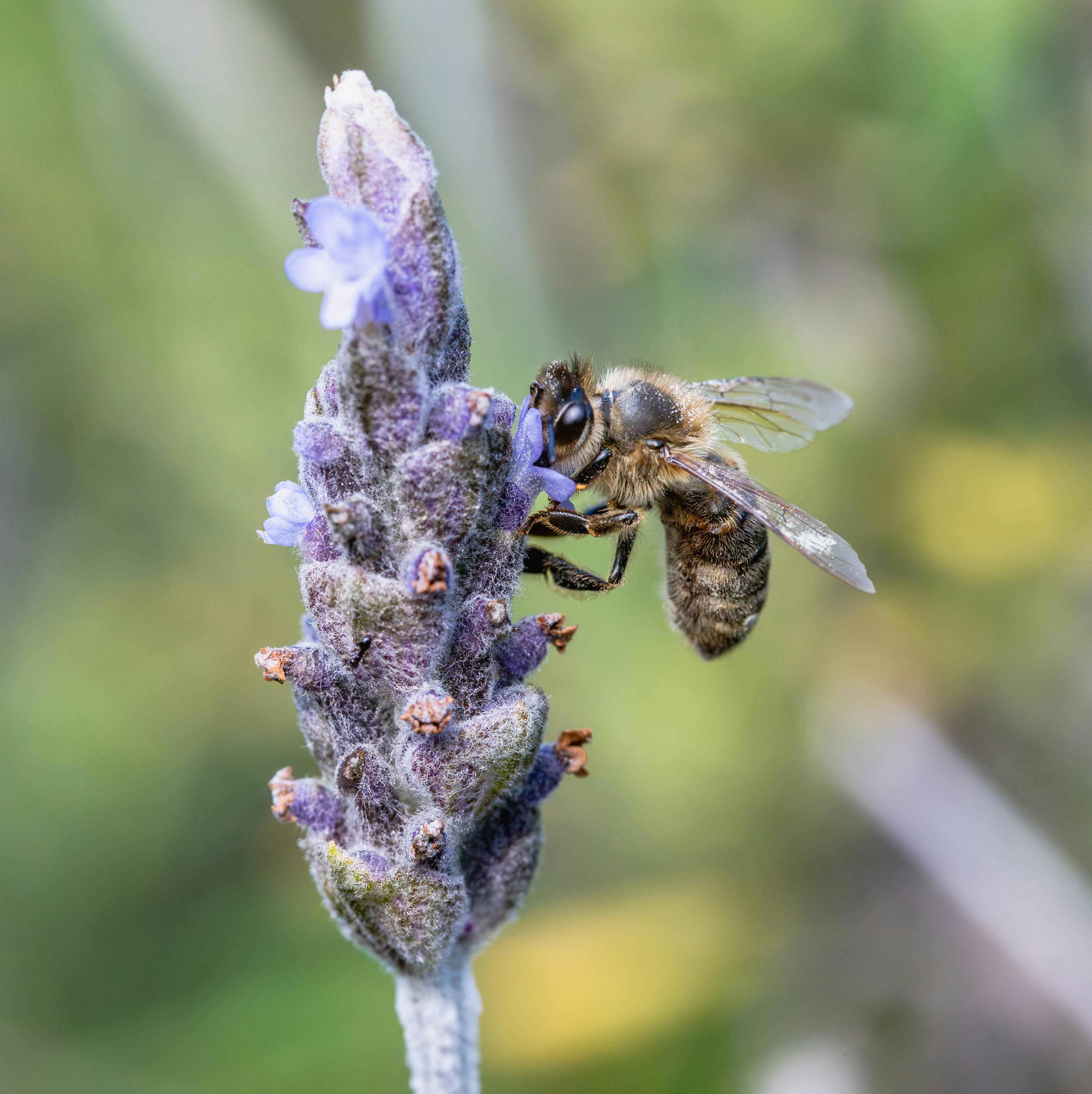 Fotografía Macro De Una Abeja Polinizando Una Flor De Lavanda. · Foto ...