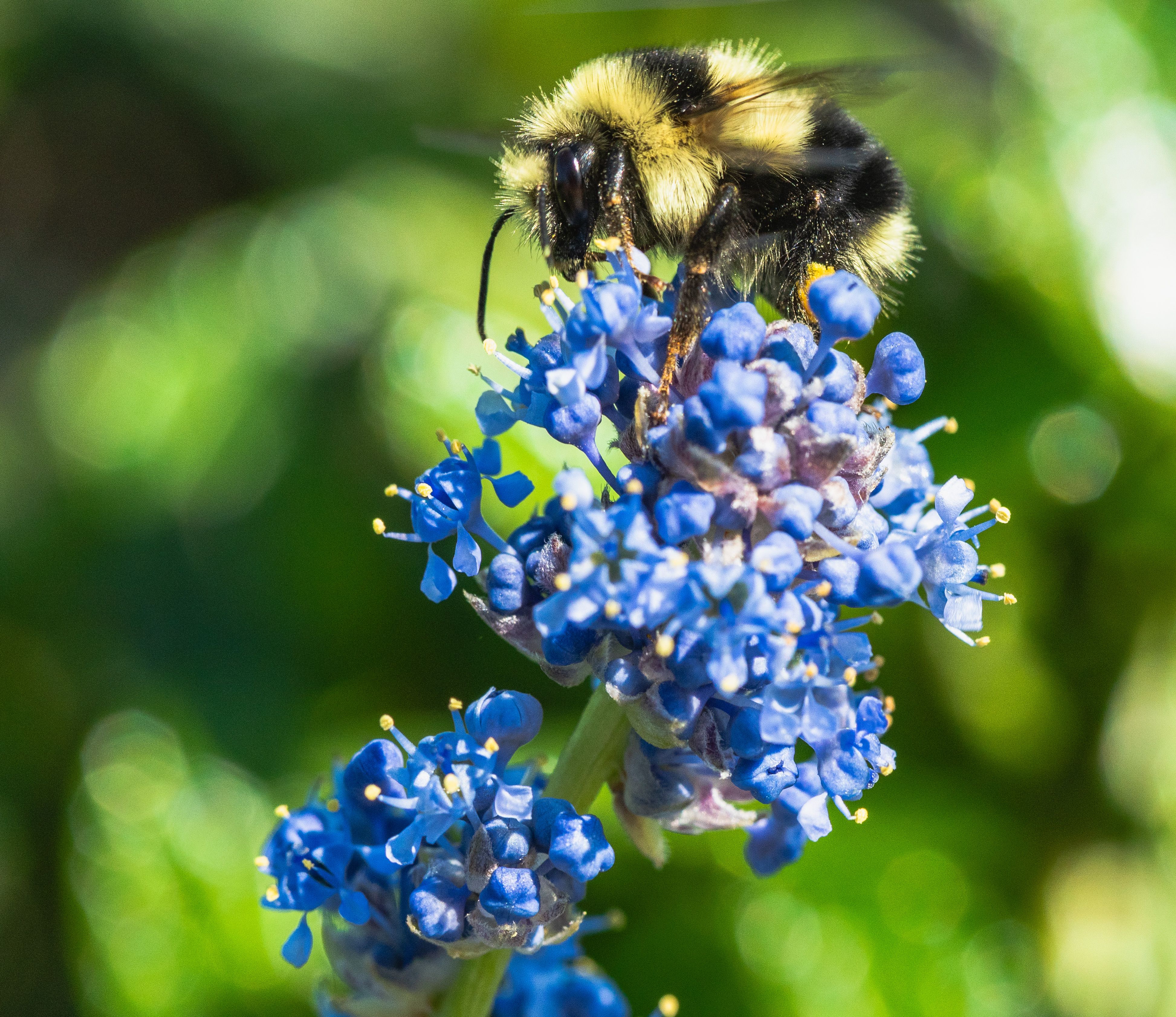 Blueberry Bee Photos, Download The BEST Free Blueberry Bee Stock Photos ...