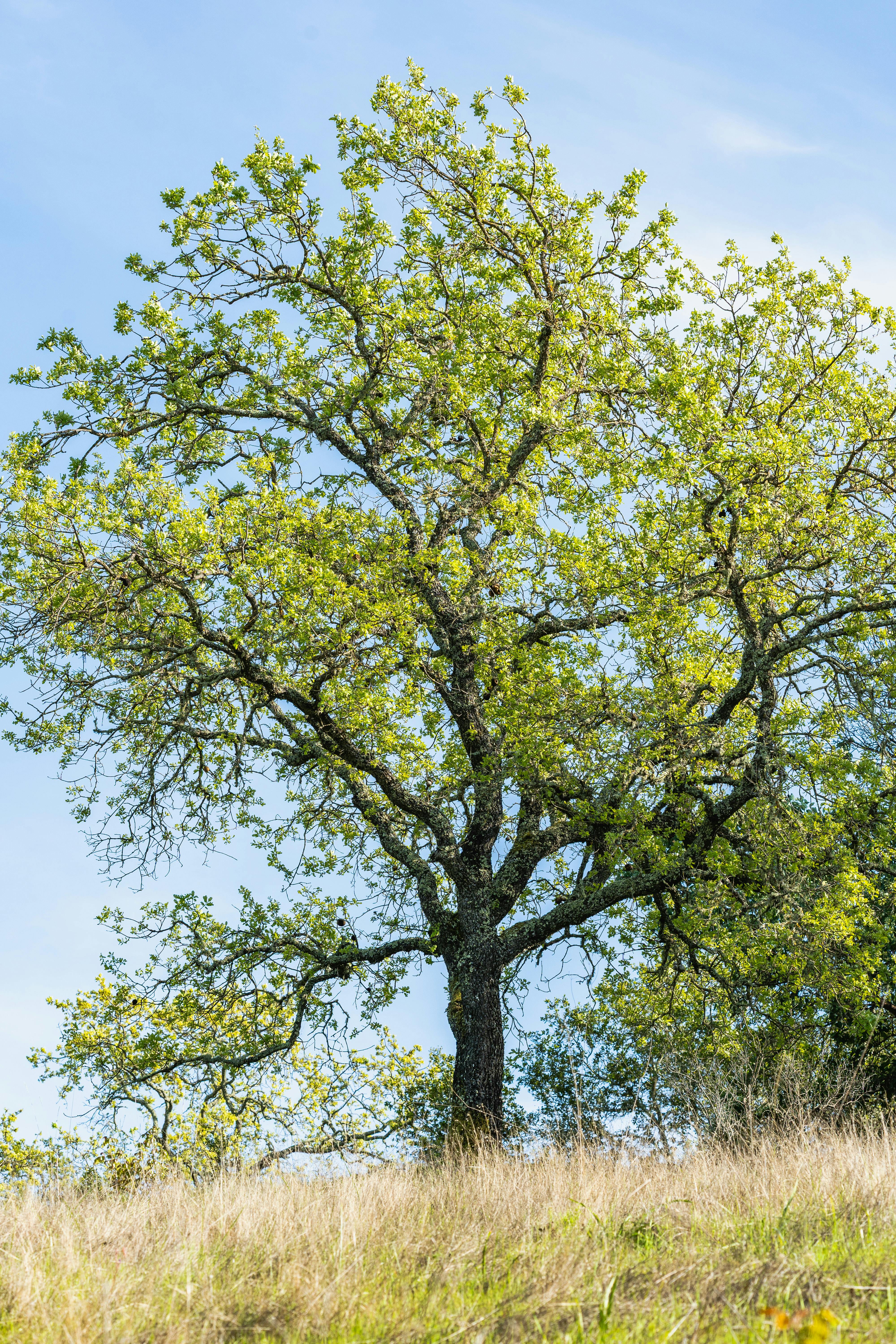 Oak Tree Photos, Download The BEST Free Oak Tree Stock Photos & HD Images