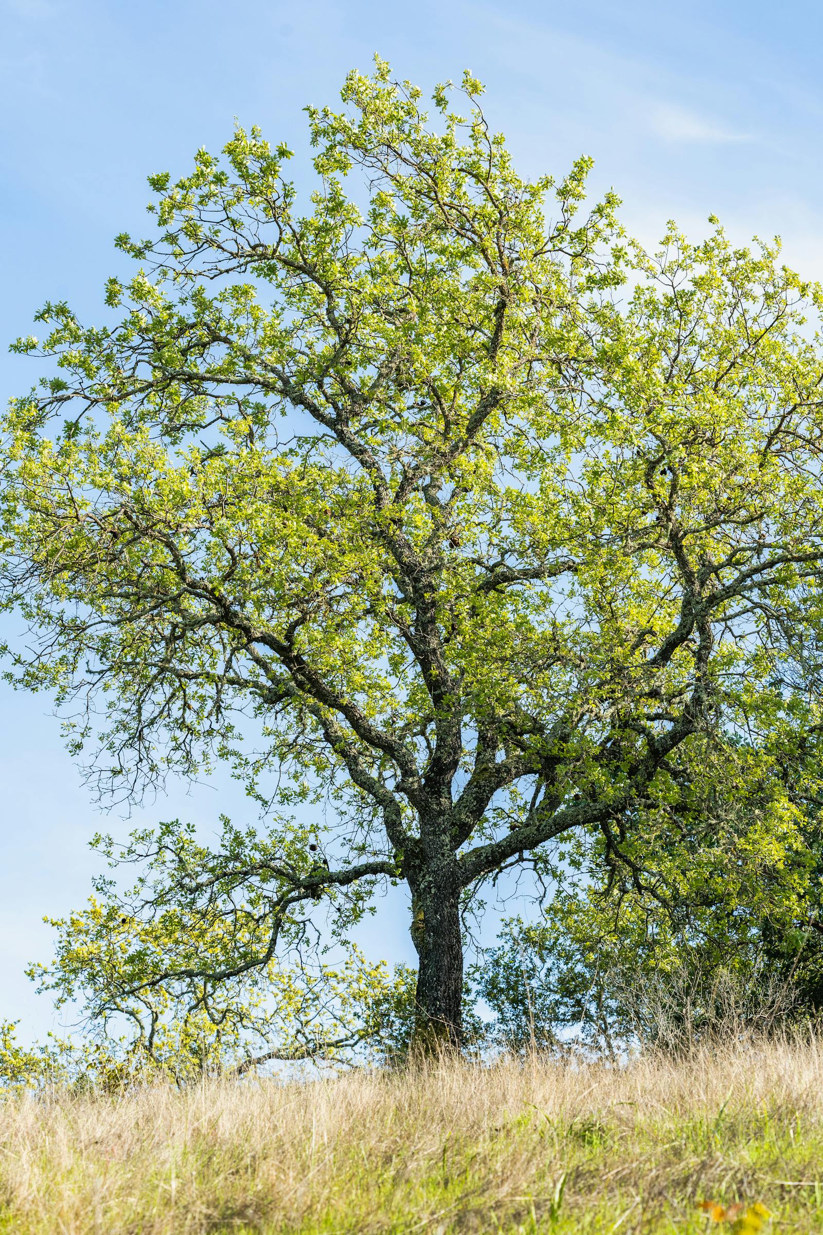 Oak Tree Photos, Download The BEST Free Oak Tree Stock Photos & HD Images