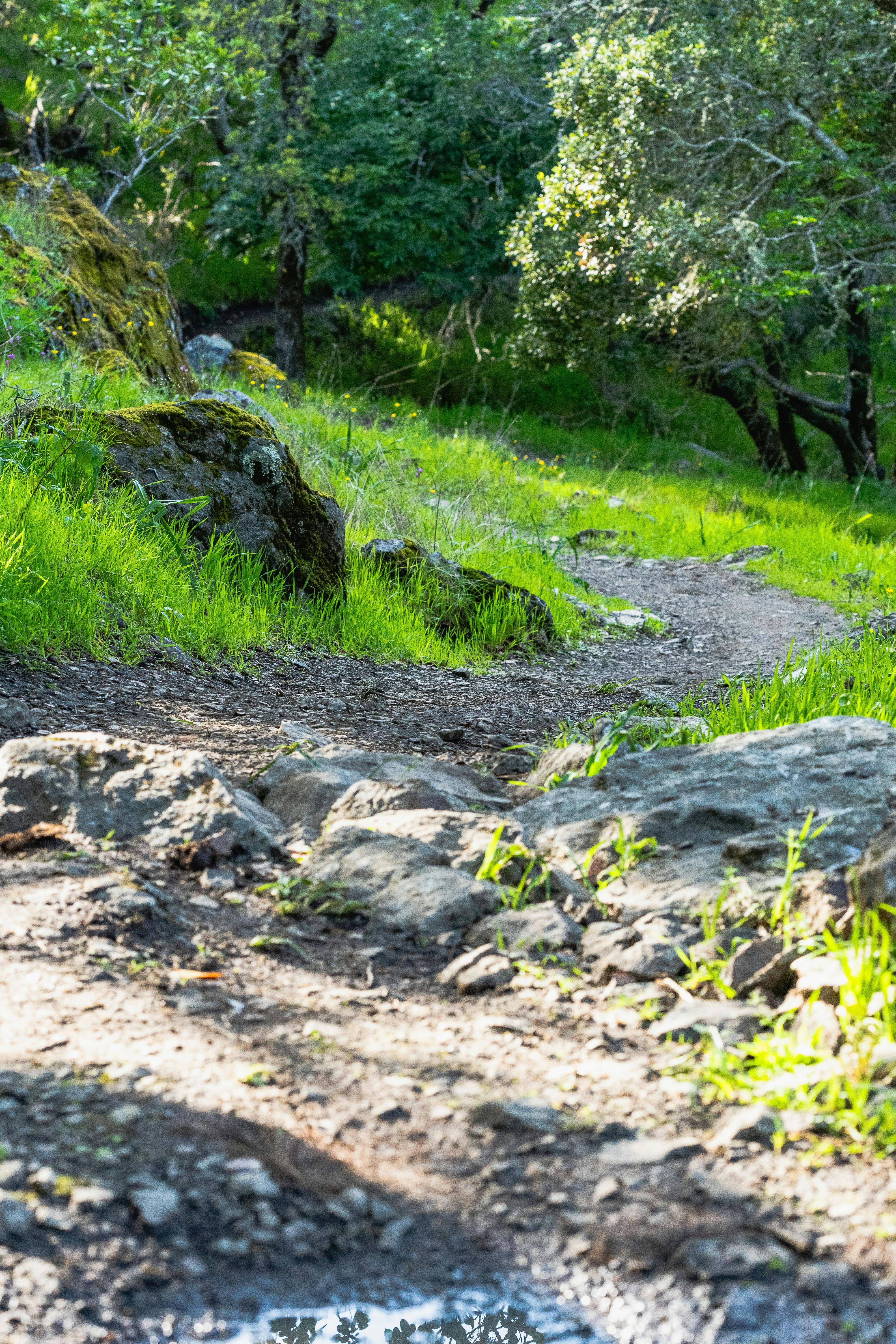 Sendero Forestal Panorámico Con Rocas Y Vegetación · Foto de stock gratuita