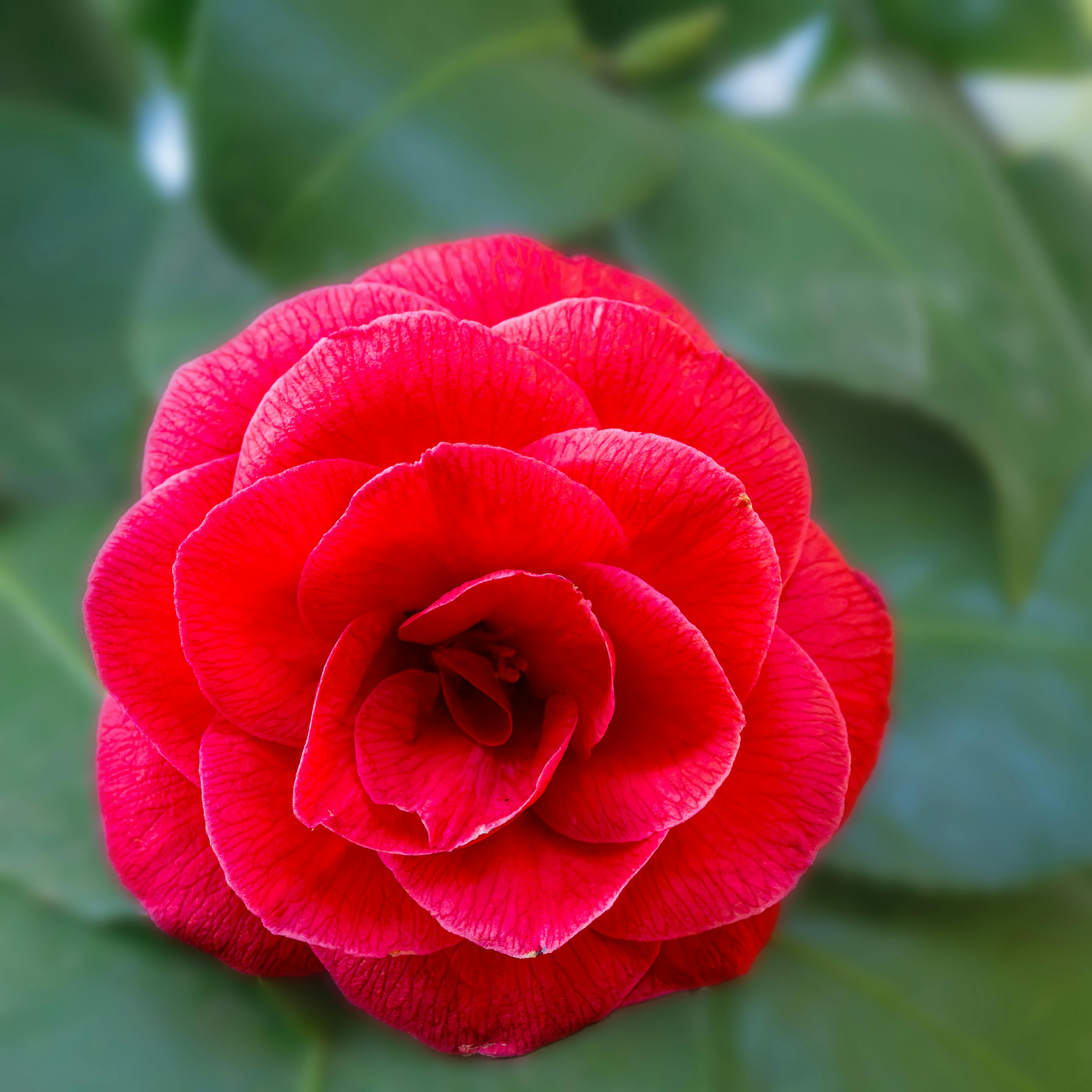 Close-Up of a Vibrant Red Camellia Flower · Free Stock Photo