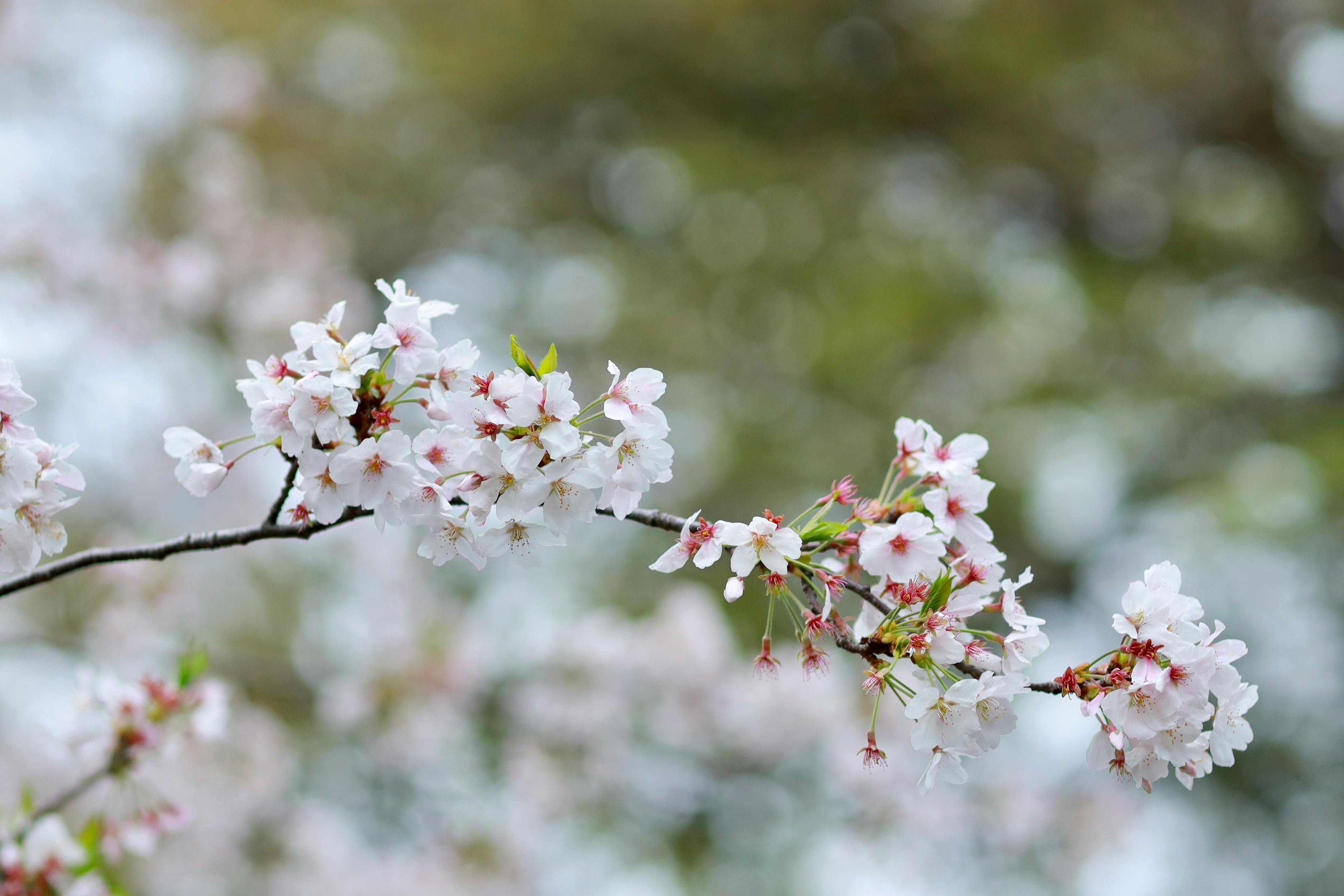 Gros Plan Sur Les Cerisiers En Fleurs Au Printemps · Photo gratuite