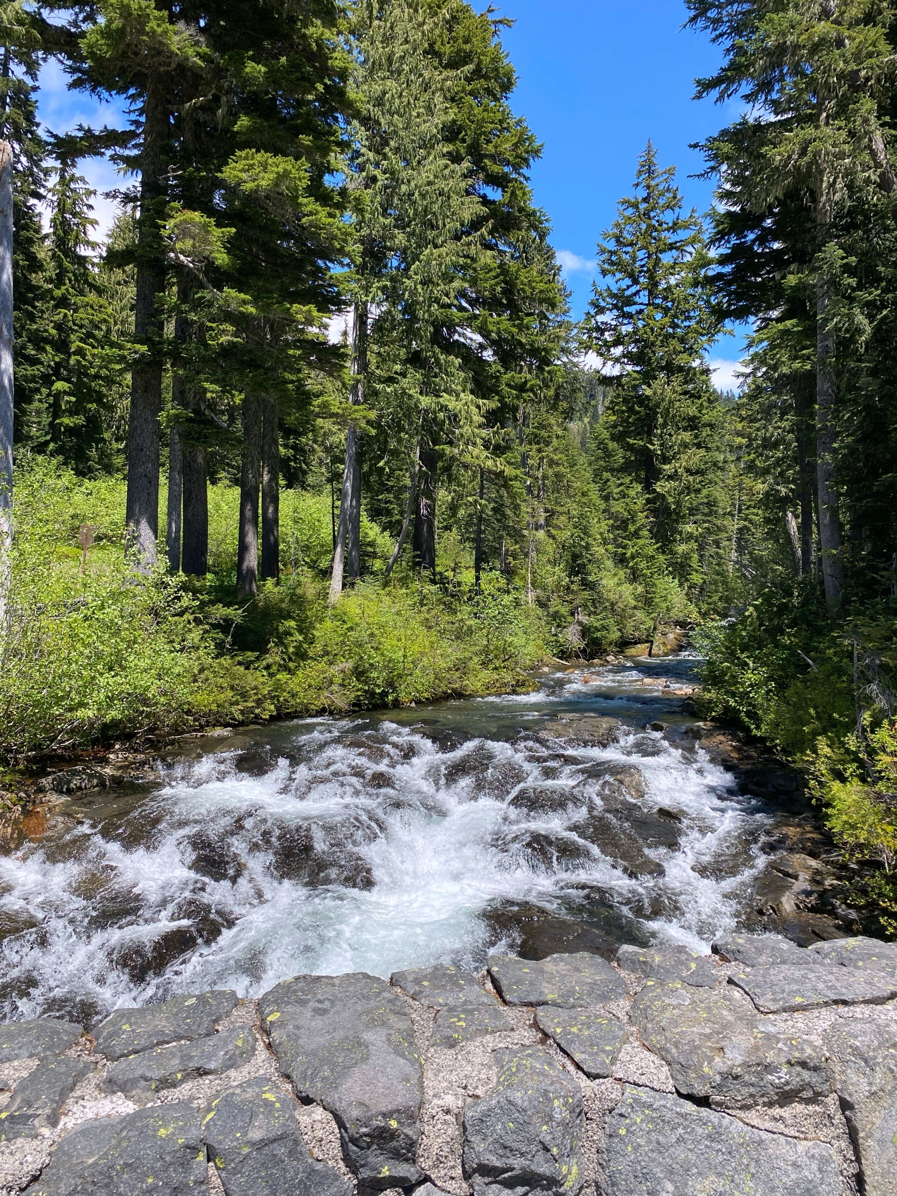 Serene Forest Stream in Oregon Summer · Free Stock Photo
