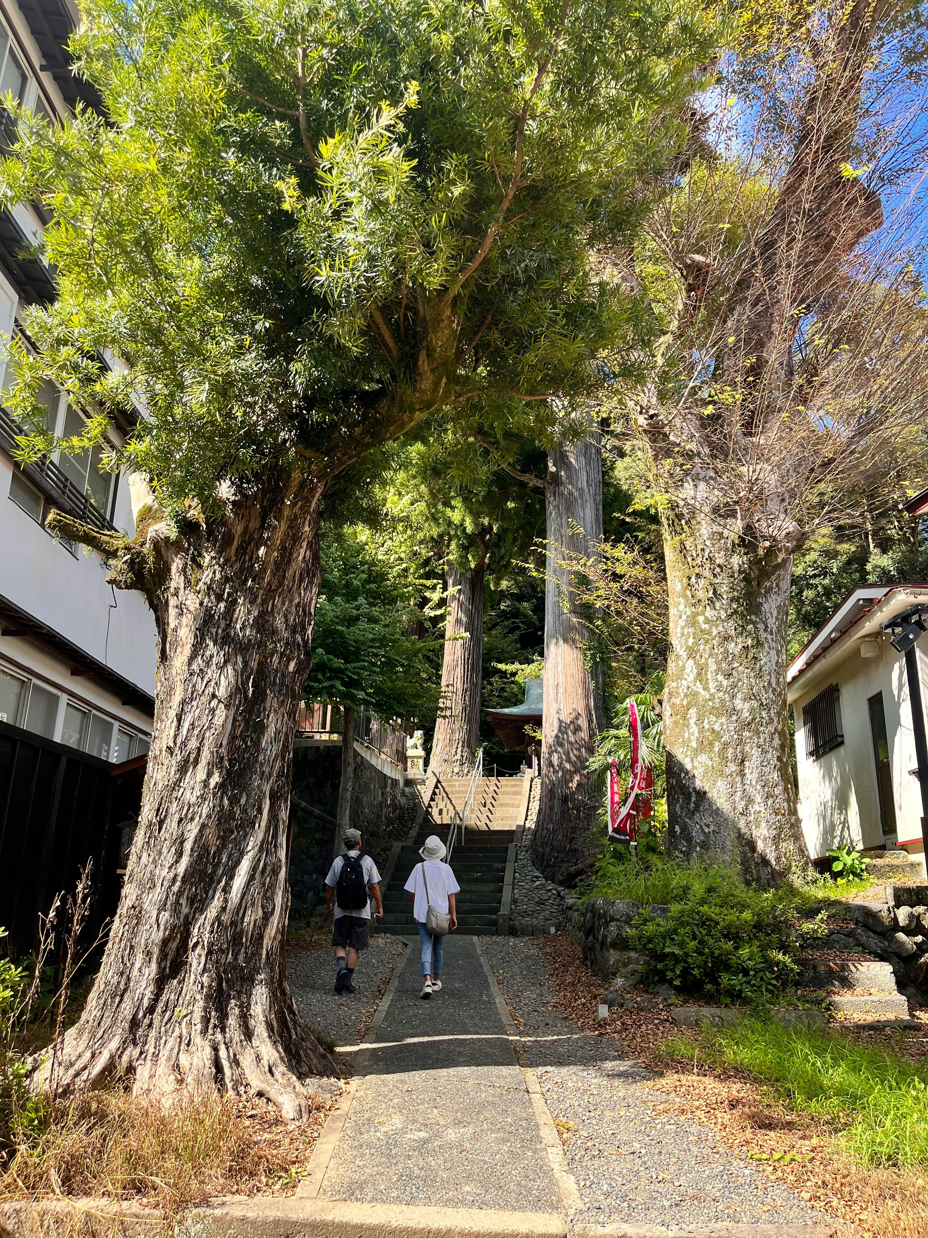 Pathway Through Cedar Trees in Fujinomiya · Free Stock Photo