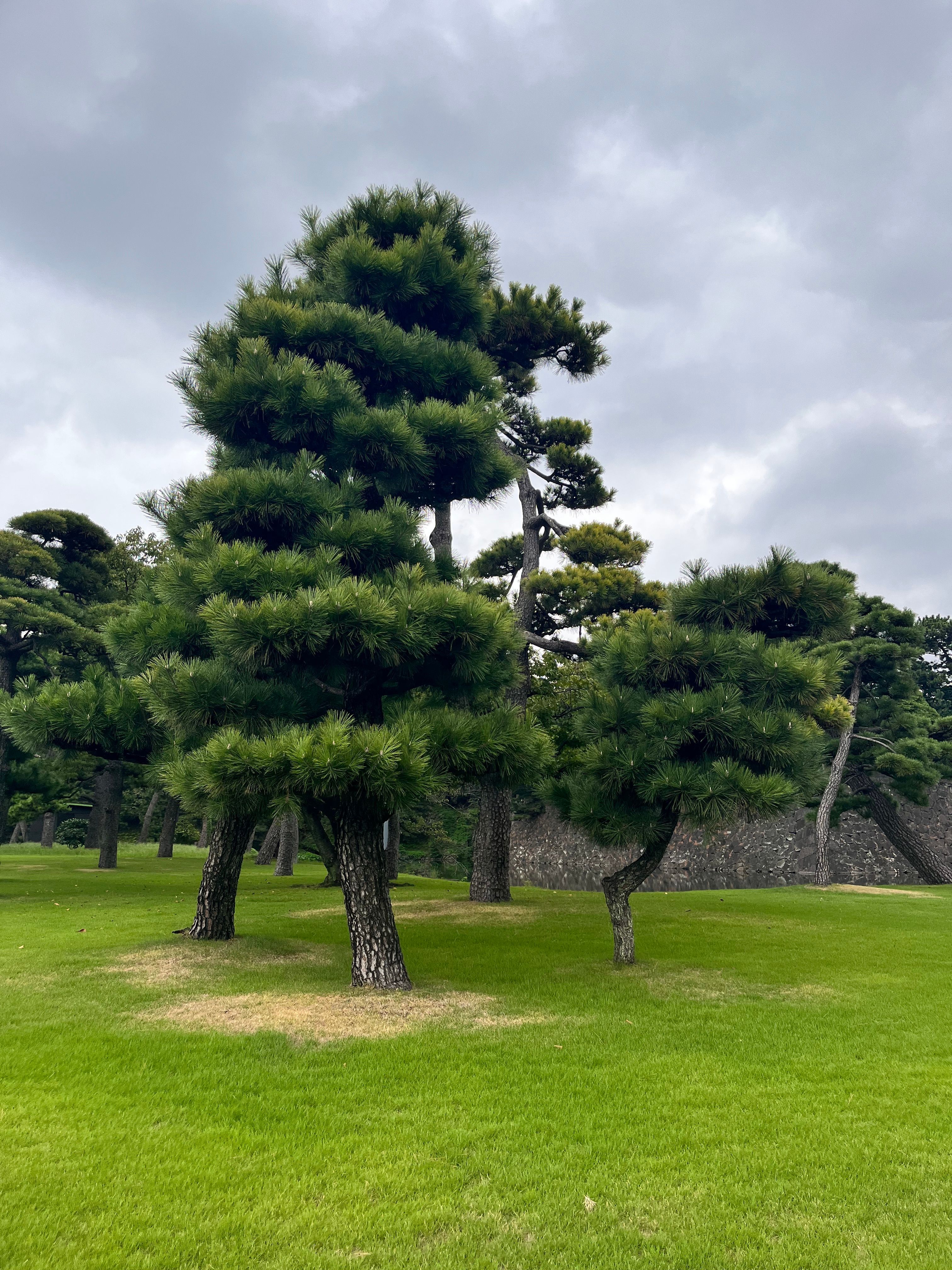 Lush Pine Tree in Tokyo Imperial Palace Gardens · Free Stock Photo