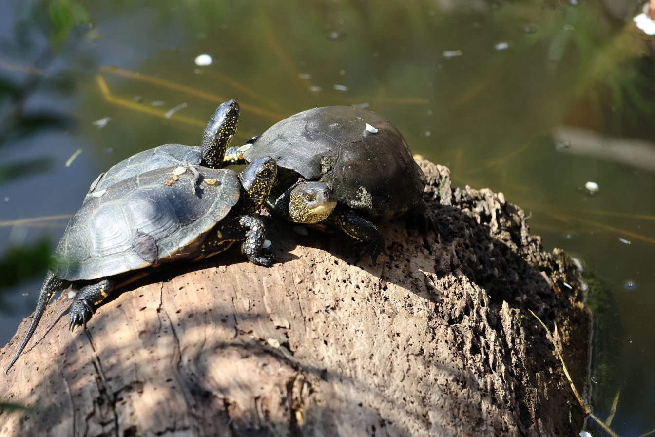 Trionychidae Softshell Turtles: Habitats and Simple Guide