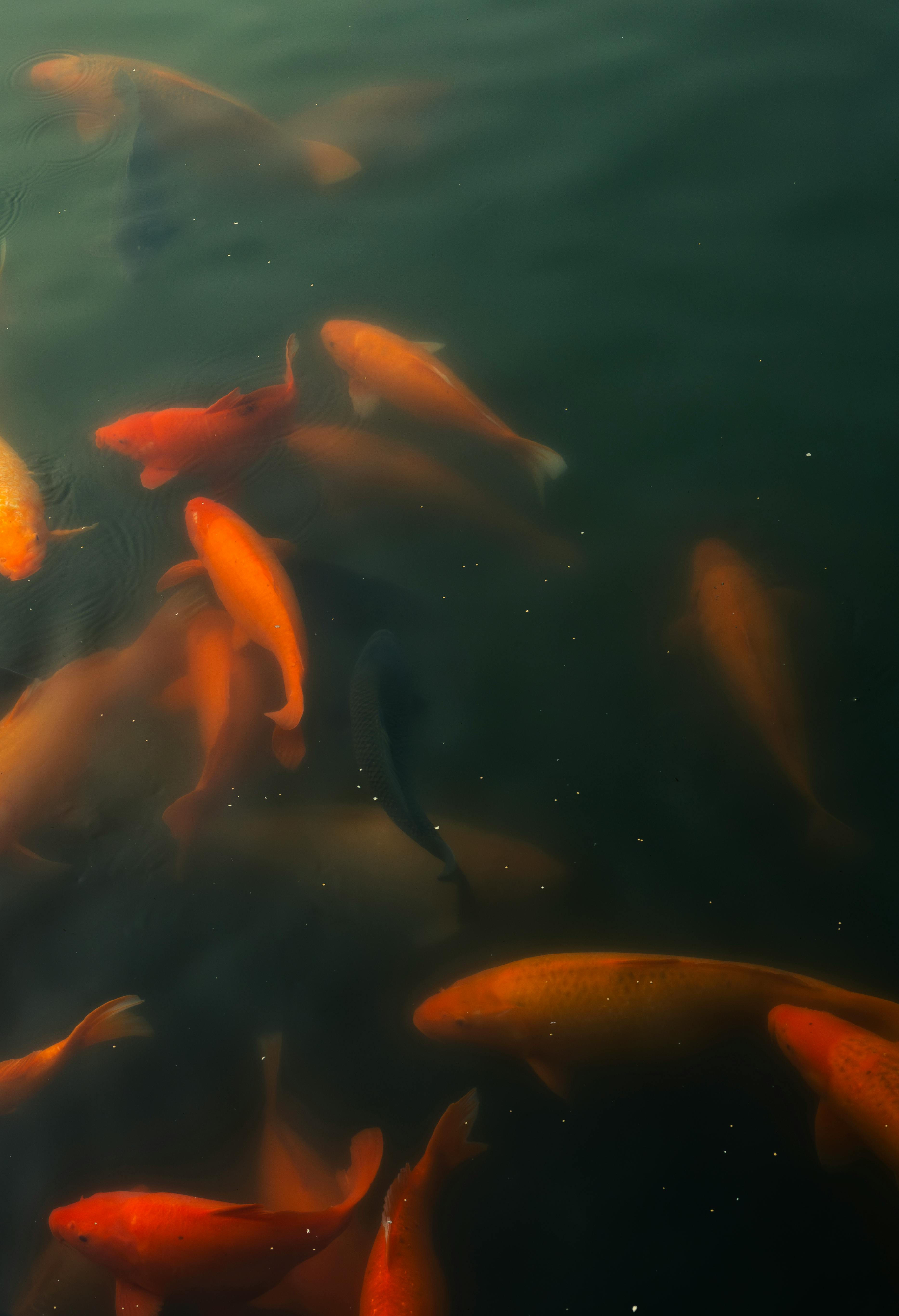 Tranquil Koi Fish Swimming in Serene Pond · Free Stock Photo